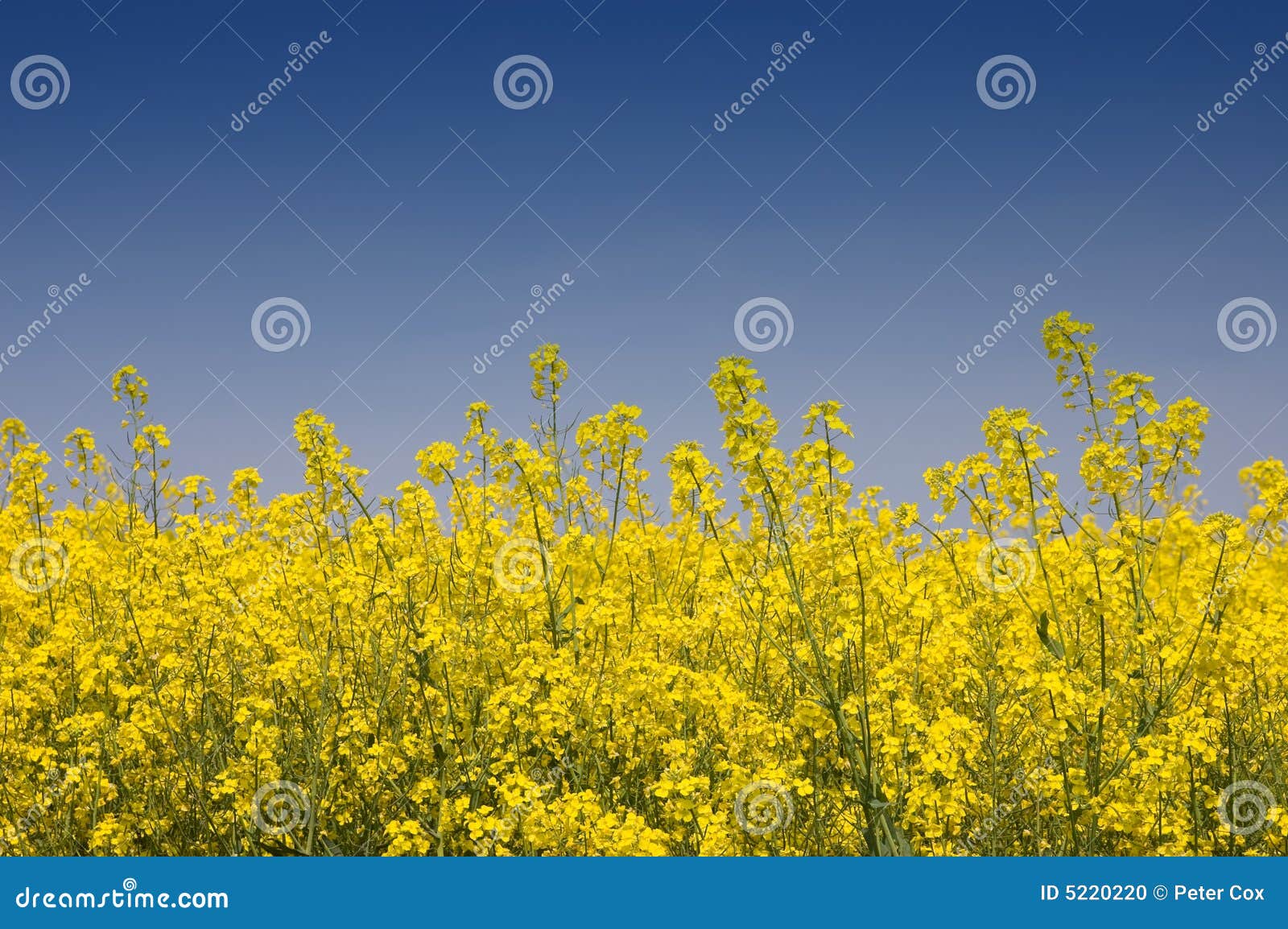 Golden Yellow Rapeseed stock photo. Image of growing, nature - 5220220