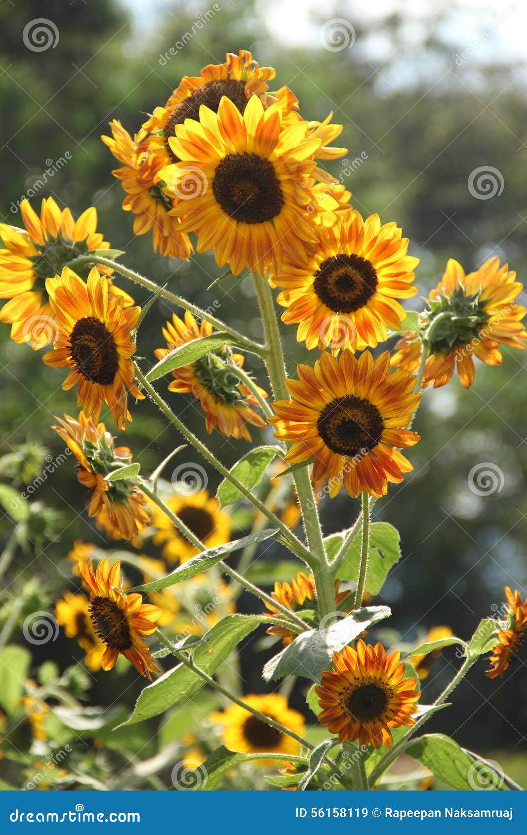 Golden-yellow Rays Sunflower Stock Image - Image of summer, spring ...