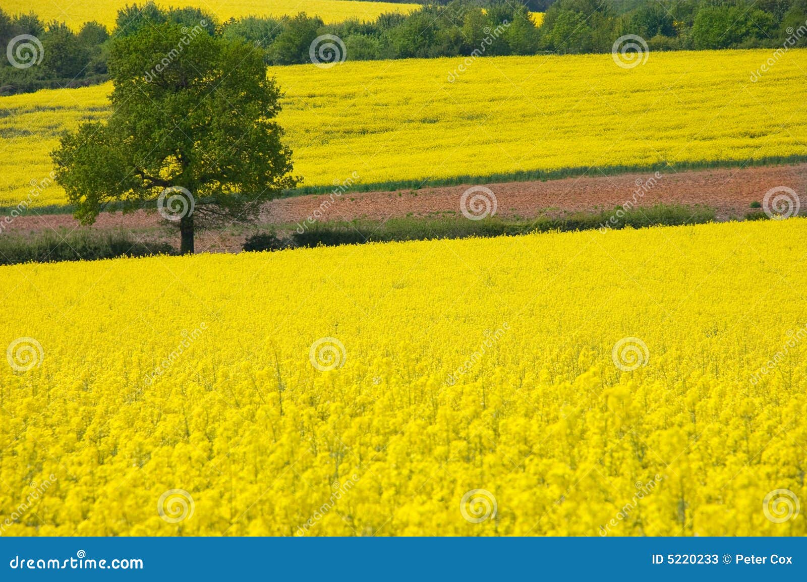 Golden Yellow Rural Landscape Stock Image - Image of biodiesel, flower ...