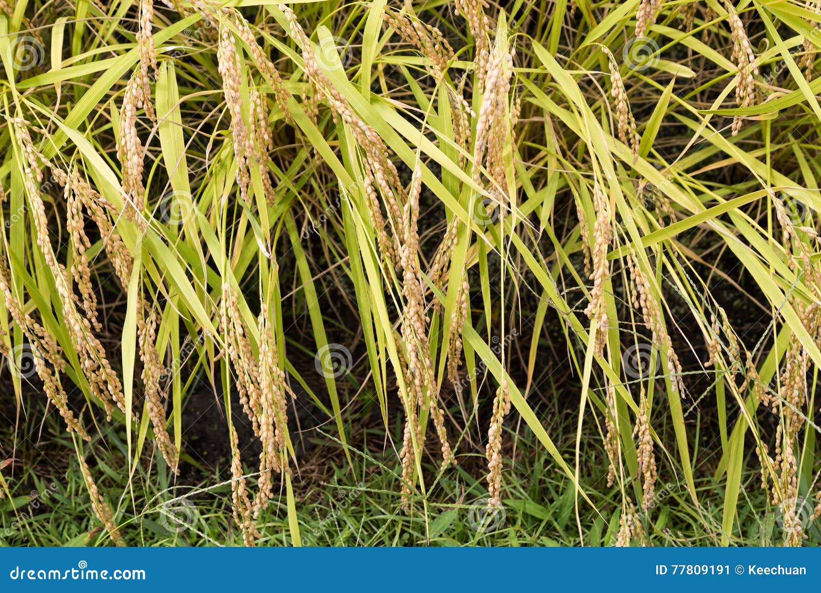 Grain Paddy At The Time Of Cultivation. Stock Image | CartoonDealer.com ...