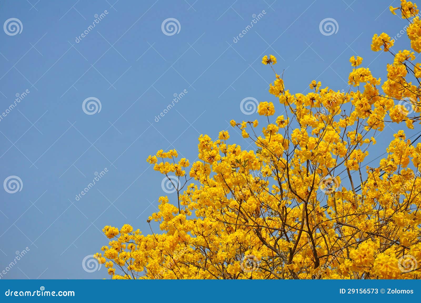 Golden yellow tree stock image. Image of bright, background - 29156573