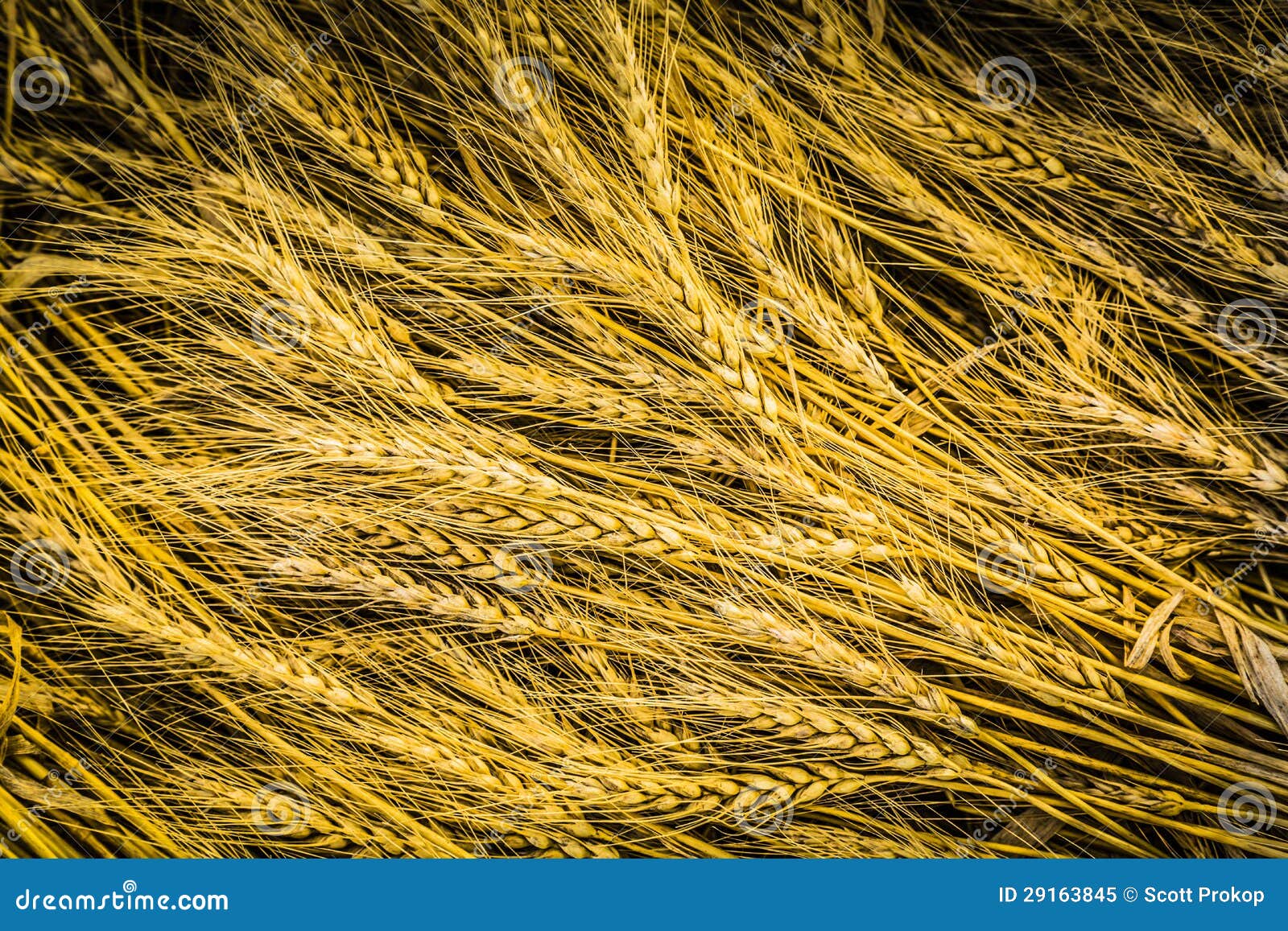 Golden Yellow Wheat stock image. Image of harvest, agriculture - 29163845
