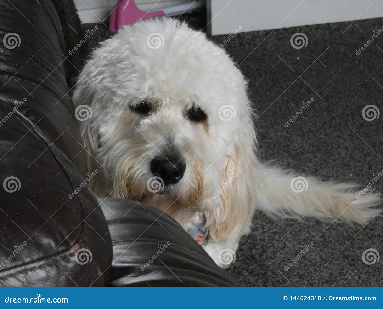 Goldendoodle Dog Resting by the Sofa Stock Photo - Image of pets ...