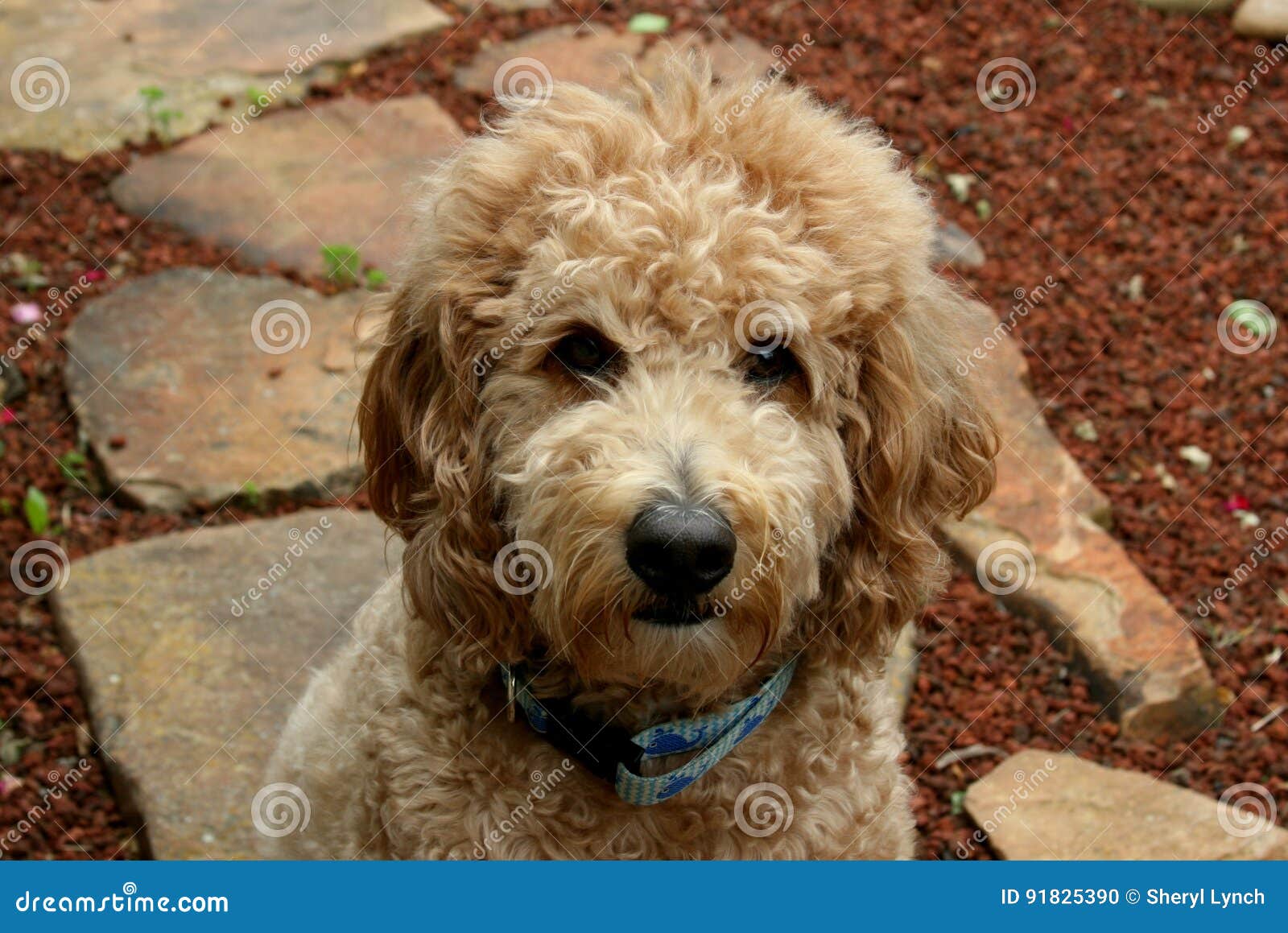 Goldendoodle Dog on Stone Path Stock Photo - Image of shaggy ...