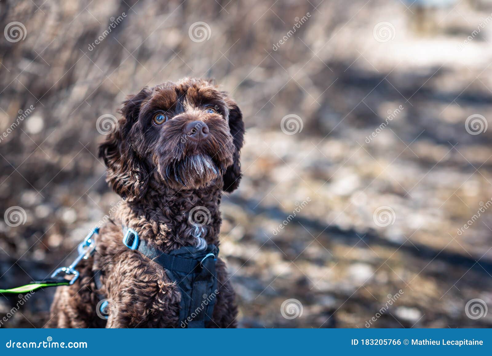 Goldendoodle Dog on a Walk Outside Stock Photo - Image of scene, good ...