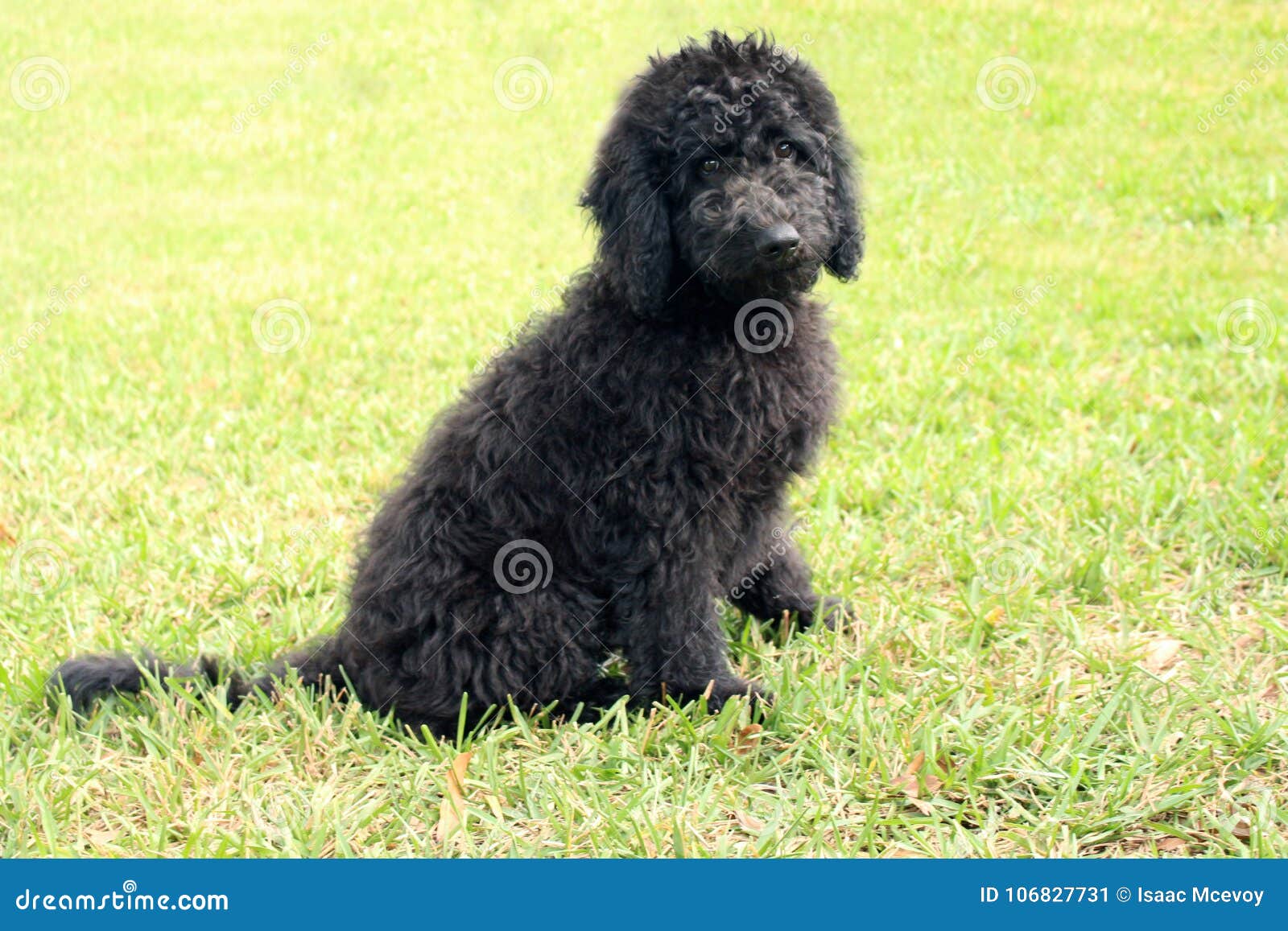 Chiots Mini Goldendoodle Noirs Goldendoodle Puppies | Family Raised