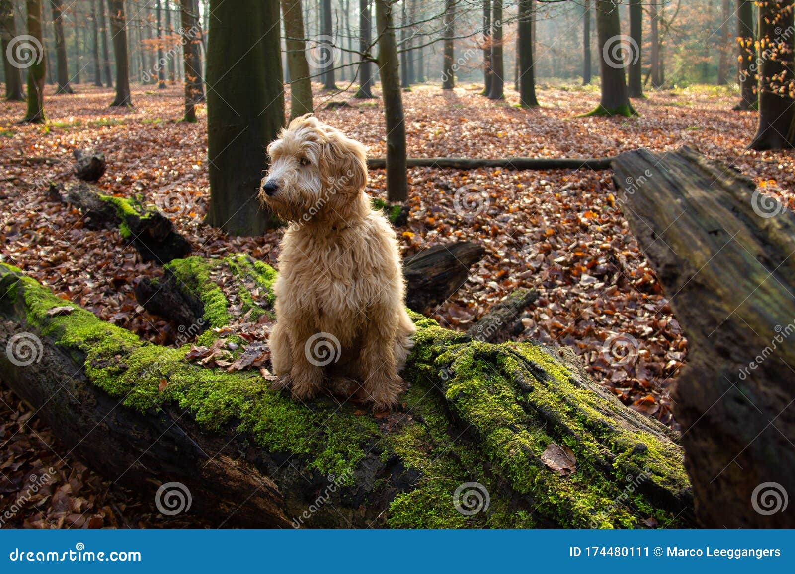 Goldendoodle Sitting Pup On A Tree Stump Branch Royalty-Free Stock ...