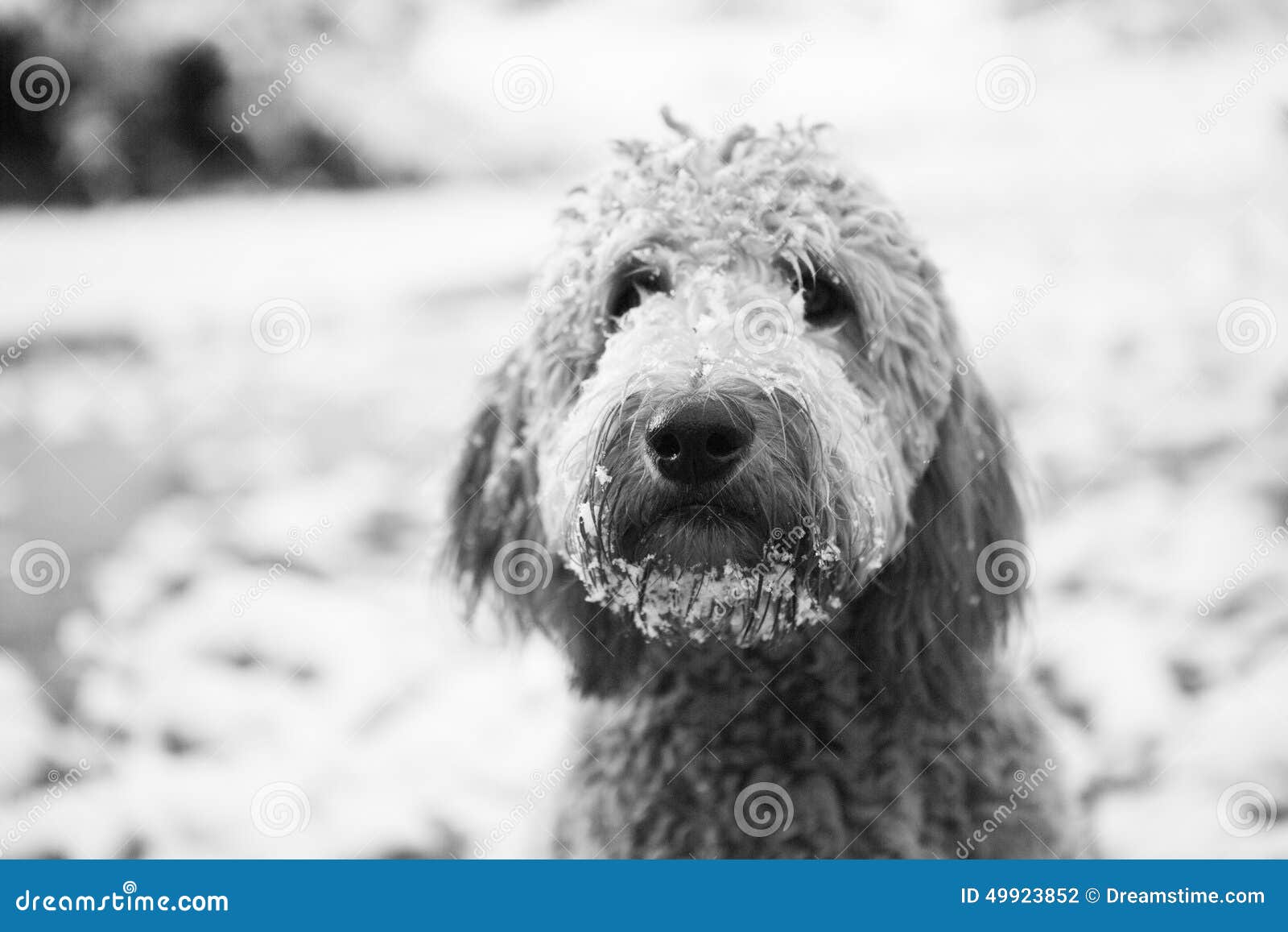 Goldendoodle in snow stock photo. Image of snow, carnivoran - 49923852