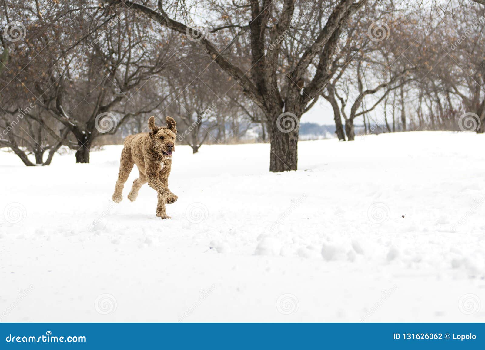 Goldendoodle in the Snow Season of Winter Stock Photo - Image of ...