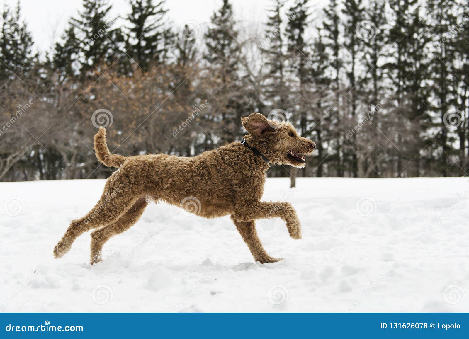 Goldendoodle in the Snow Season of Winter Stock Photo - Image of ...