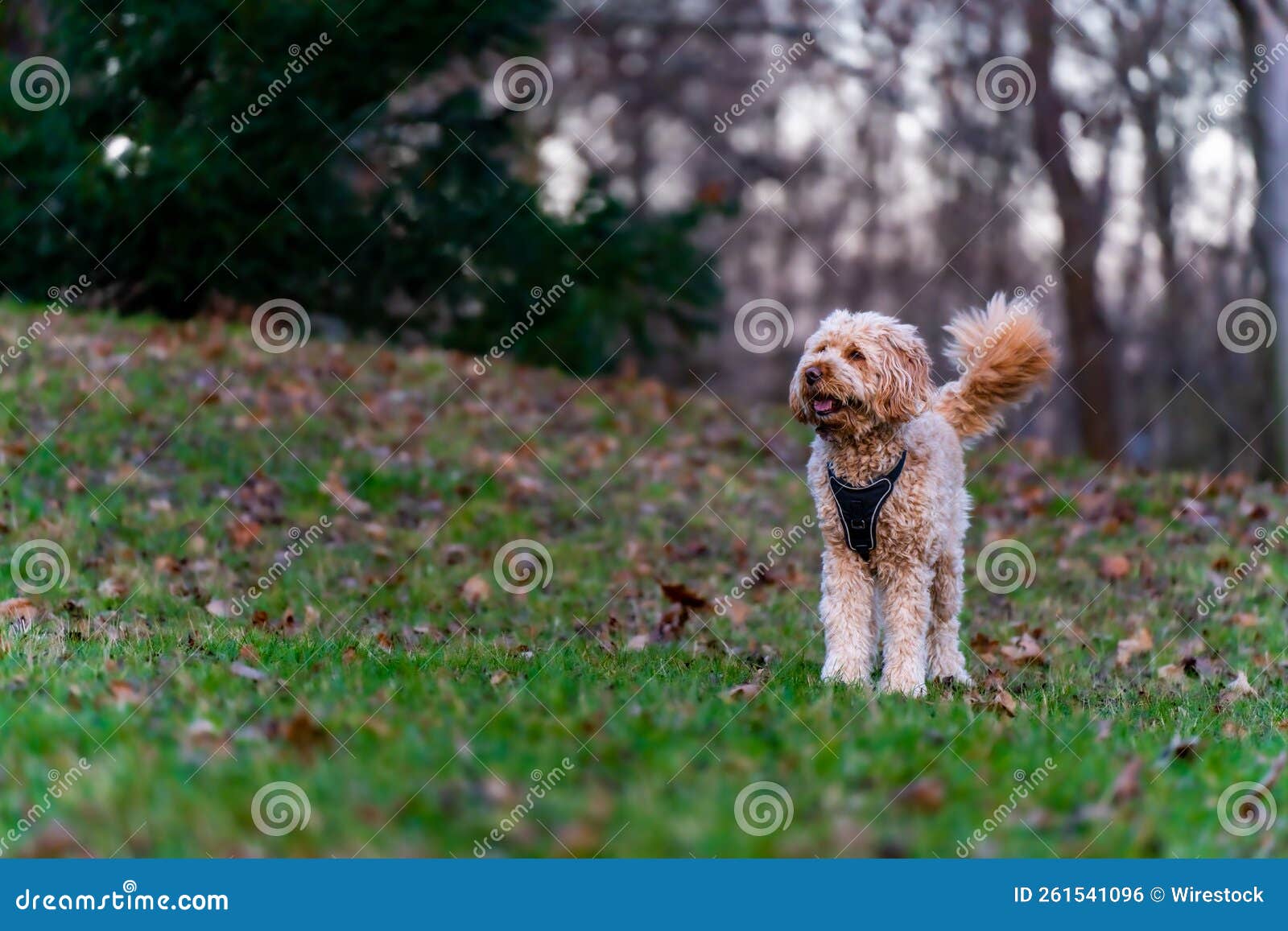 Goldendoodle Standing in an Autumn Park with Leaves on the Ground Stock ...