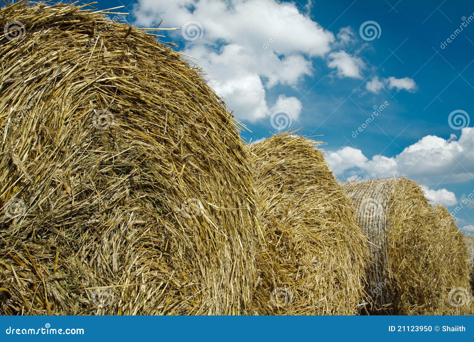 Goldene Garbe Mit Idylic Blauem Himmel Stockfoto - Bild von feld, gold ...