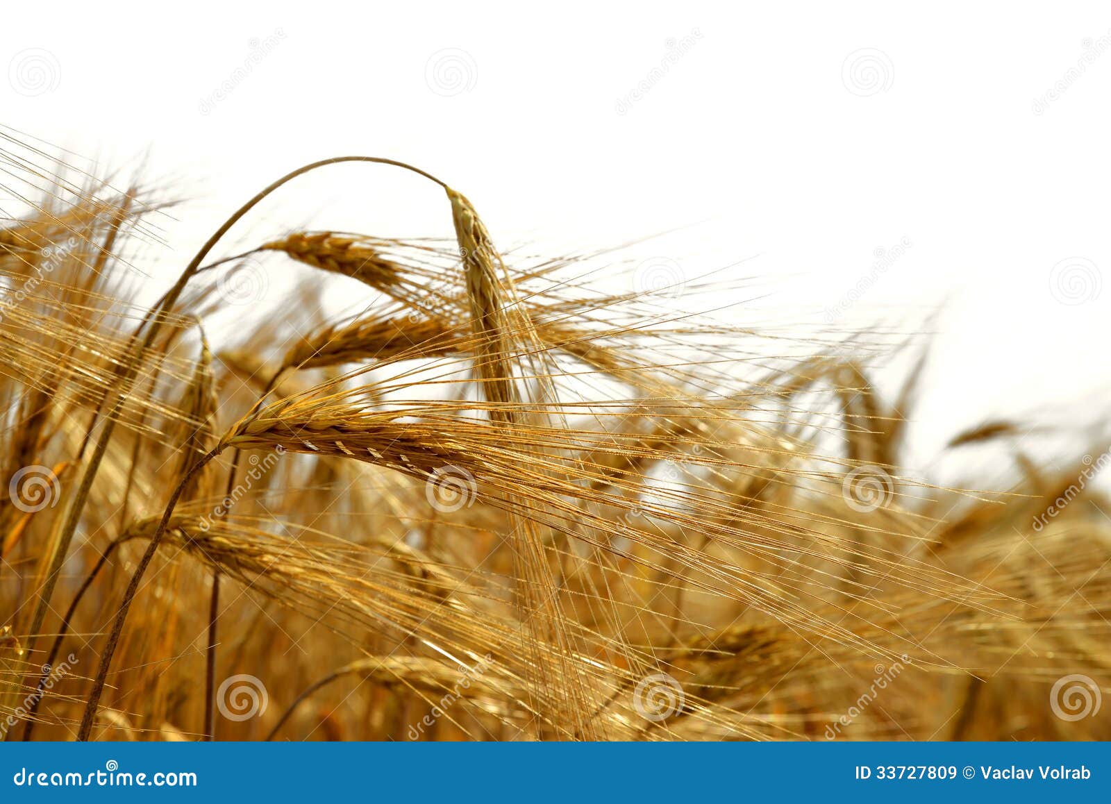 Goldene Gerste stockbild. Bild von nave, reif, getreidefeld - 33727809