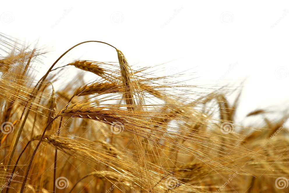 Goldene Gerste stockbild. Bild von nave, reif, getreidefeld - 33727809
