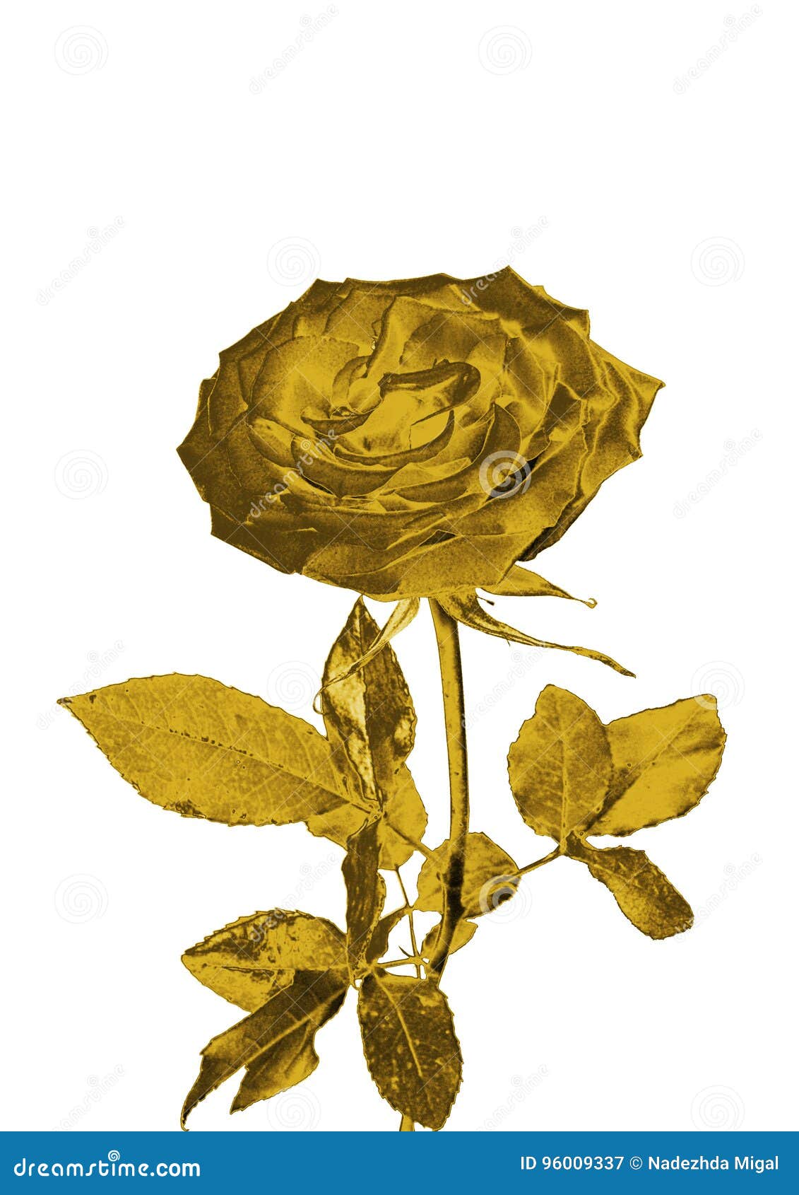 Goldene Rose stock abbildung. Illustration von hintergrund - 96009337