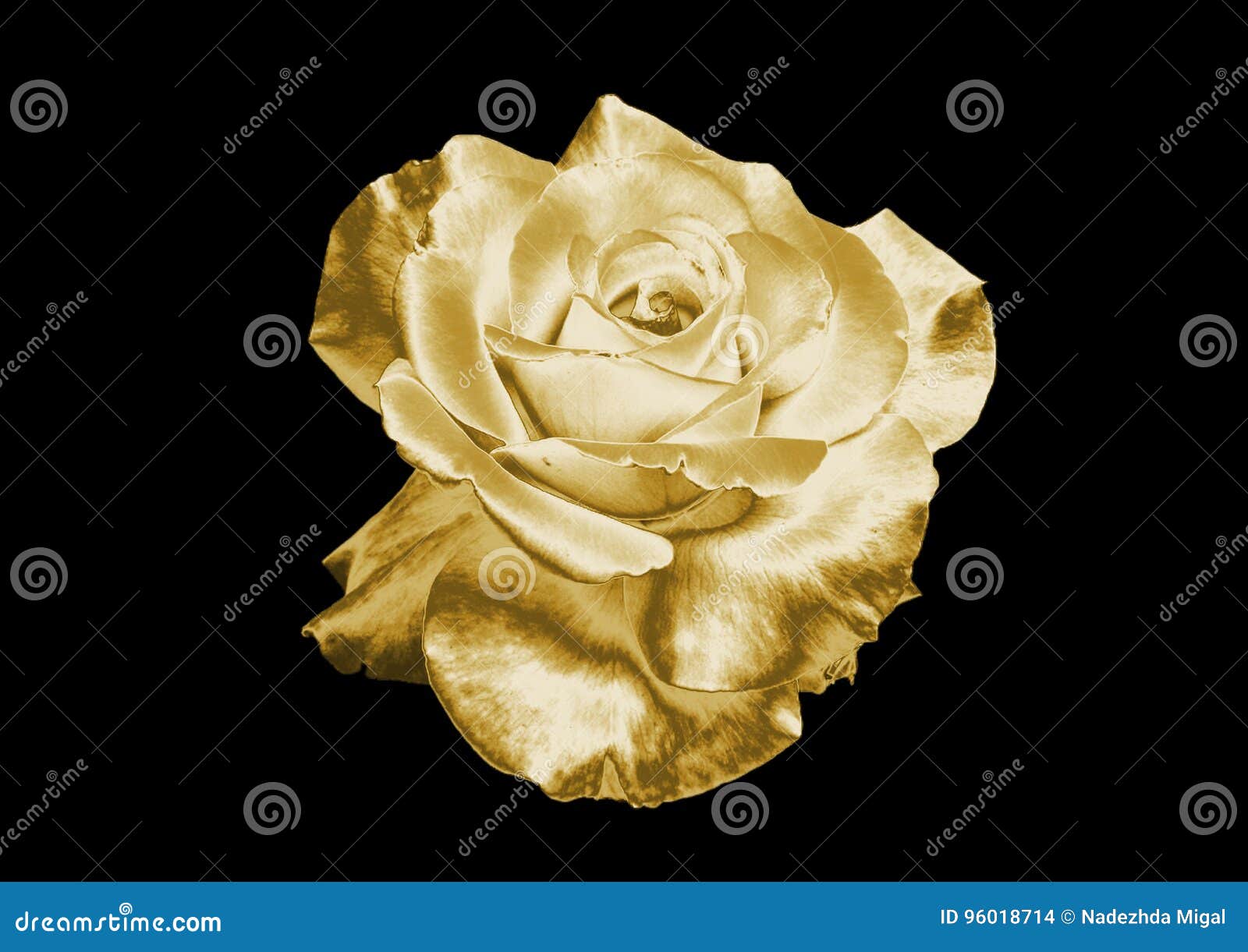 Goldene Rose stockfoto. Bild von rosen, stieg, schön - 96018714