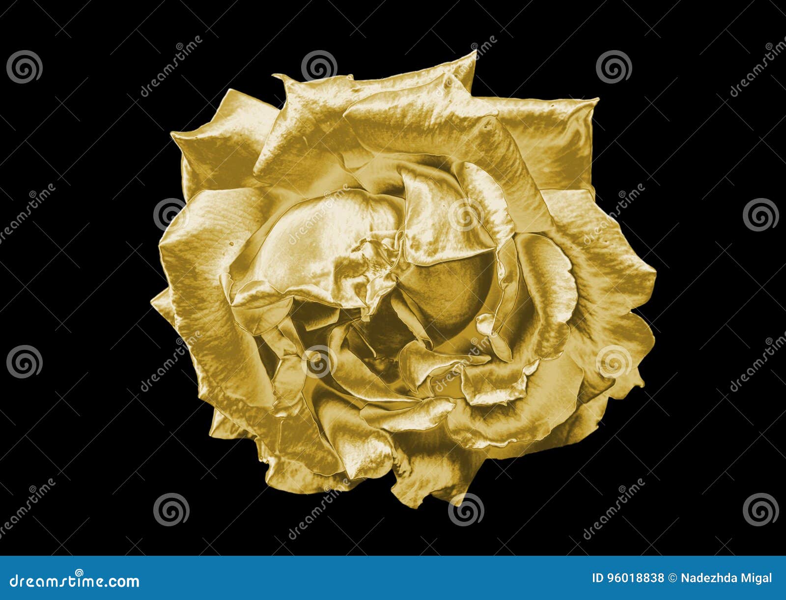 Goldene Rose stockfoto. Bild von schön, gold, rosen, tulpen - 96018838