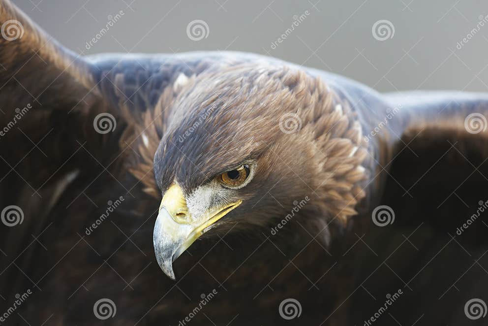 Goldener Adler stockbild. Bild von raub, einzeln, opfer - 23870341