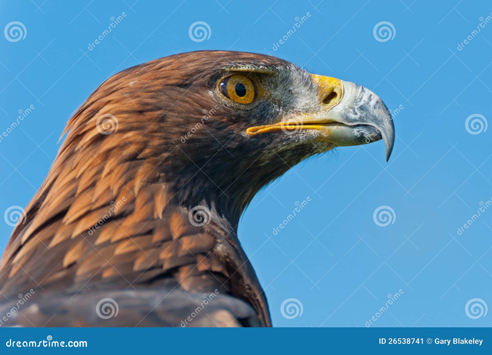 Goldener Adler-Kopf-Profil stockbild. Bild von szene - 26538741