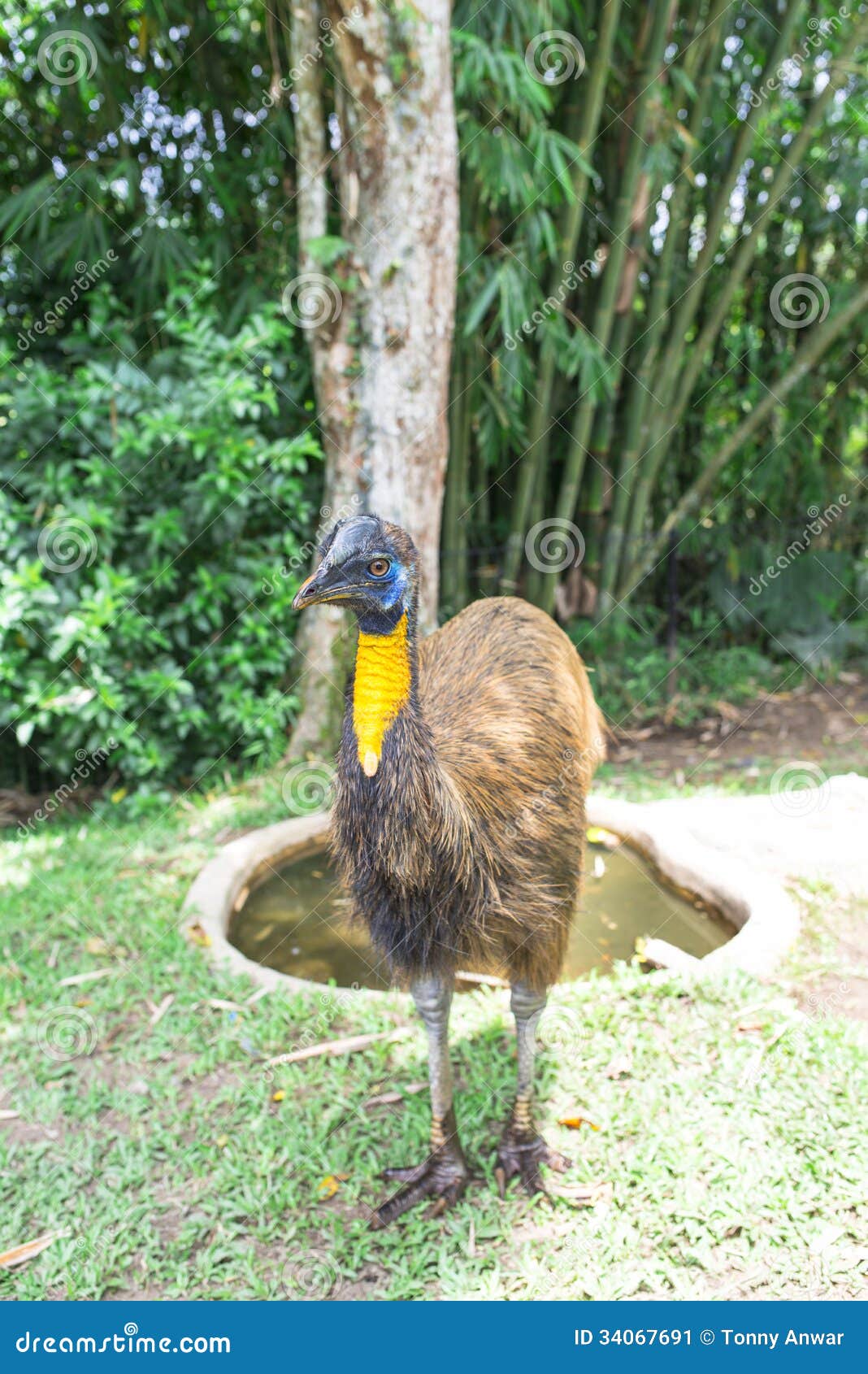 Goldener Hals-Kasuar stockbild. Bild von wildnis, zoologisch - 34067691