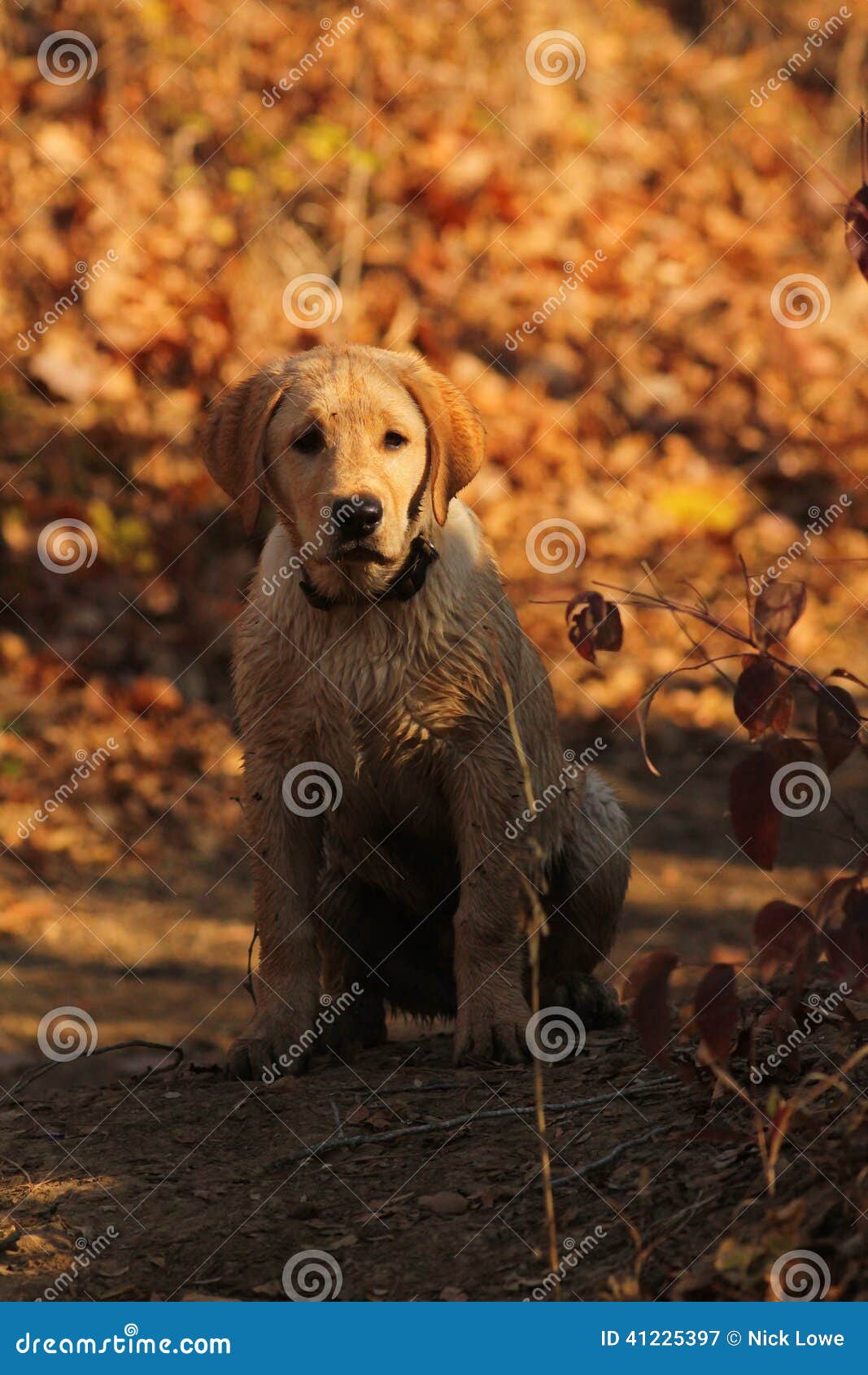 Goldener Labrador-Apportierhund Stockbild - Bild von labor, schwarzes ...