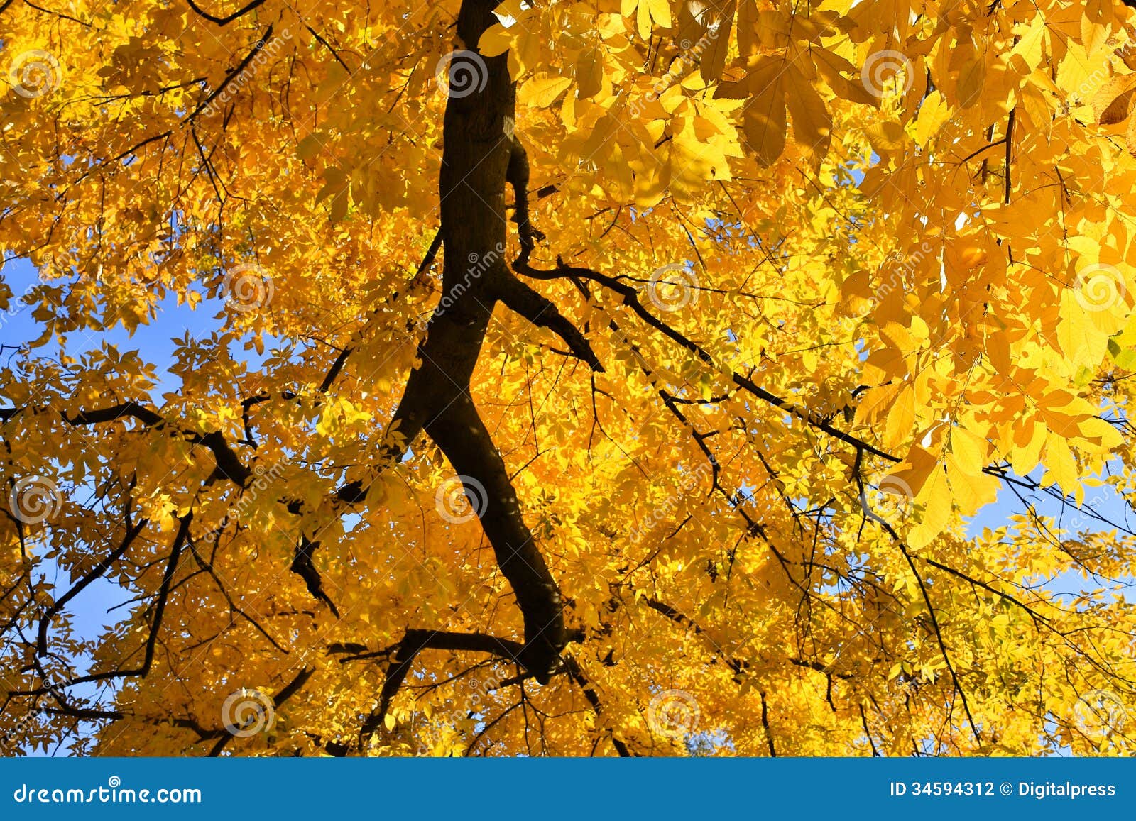 Goldener Laubbaum stockfoto. Bild von baumwipfel, zweig - 34594312
