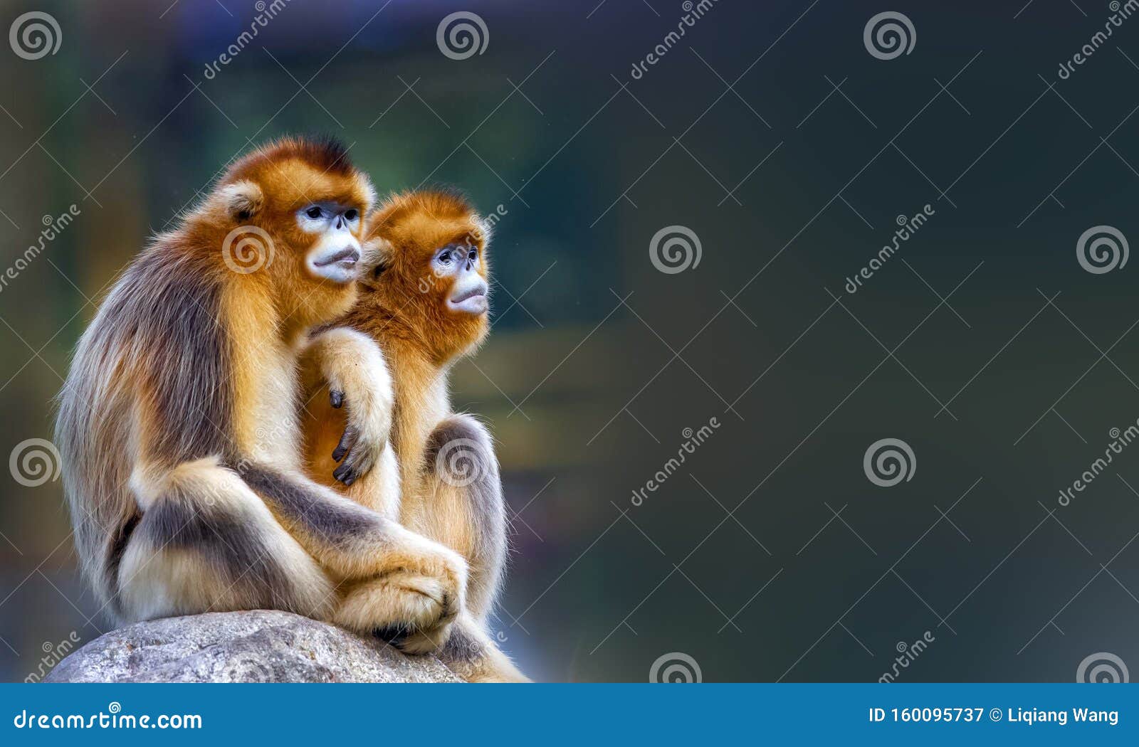 Goldener Schnupfenaffe stockbild. Bild von tier, fallhammer - 160095737