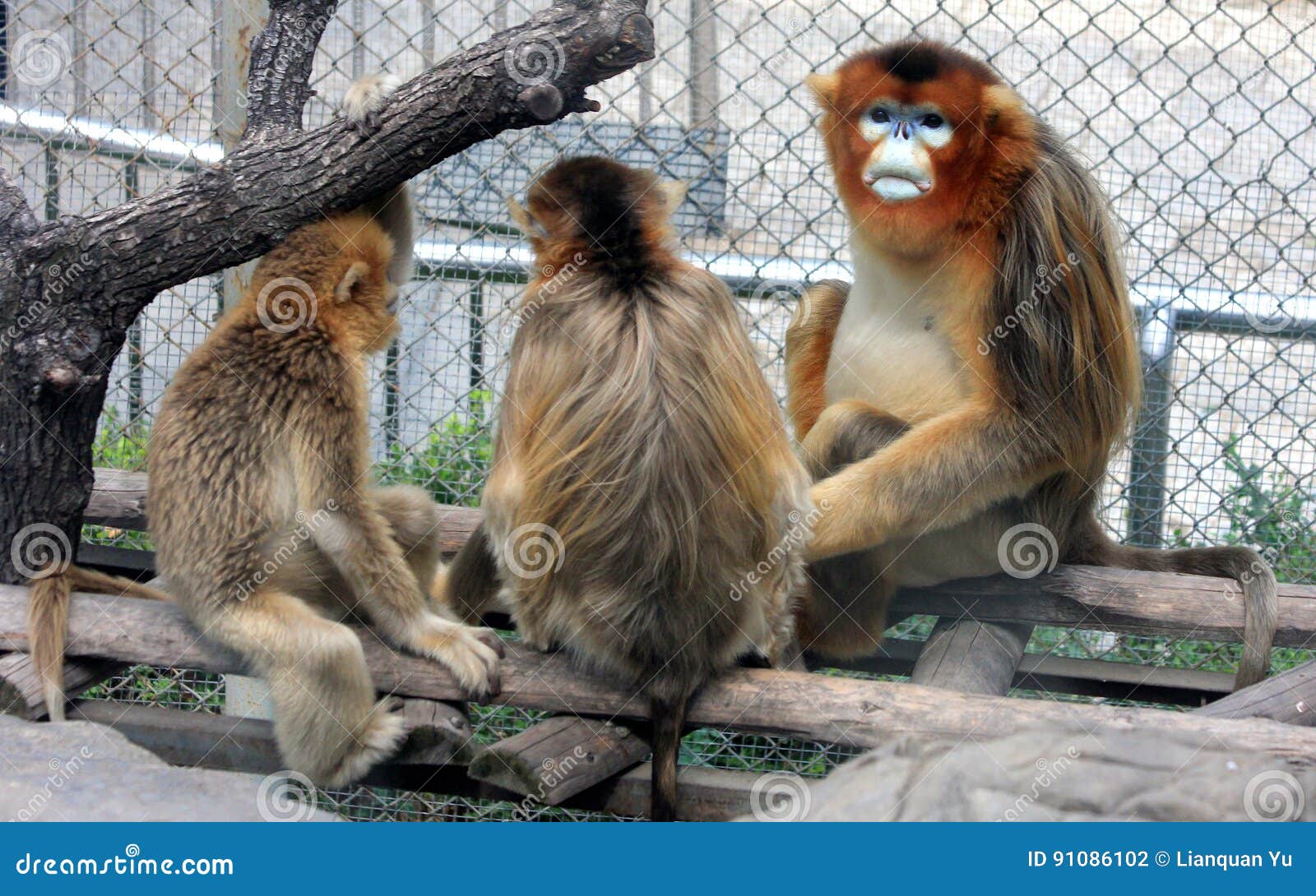 Goldener stupsnasiger Affe stockfoto. Bild von pelz, fallhammer - 91086102