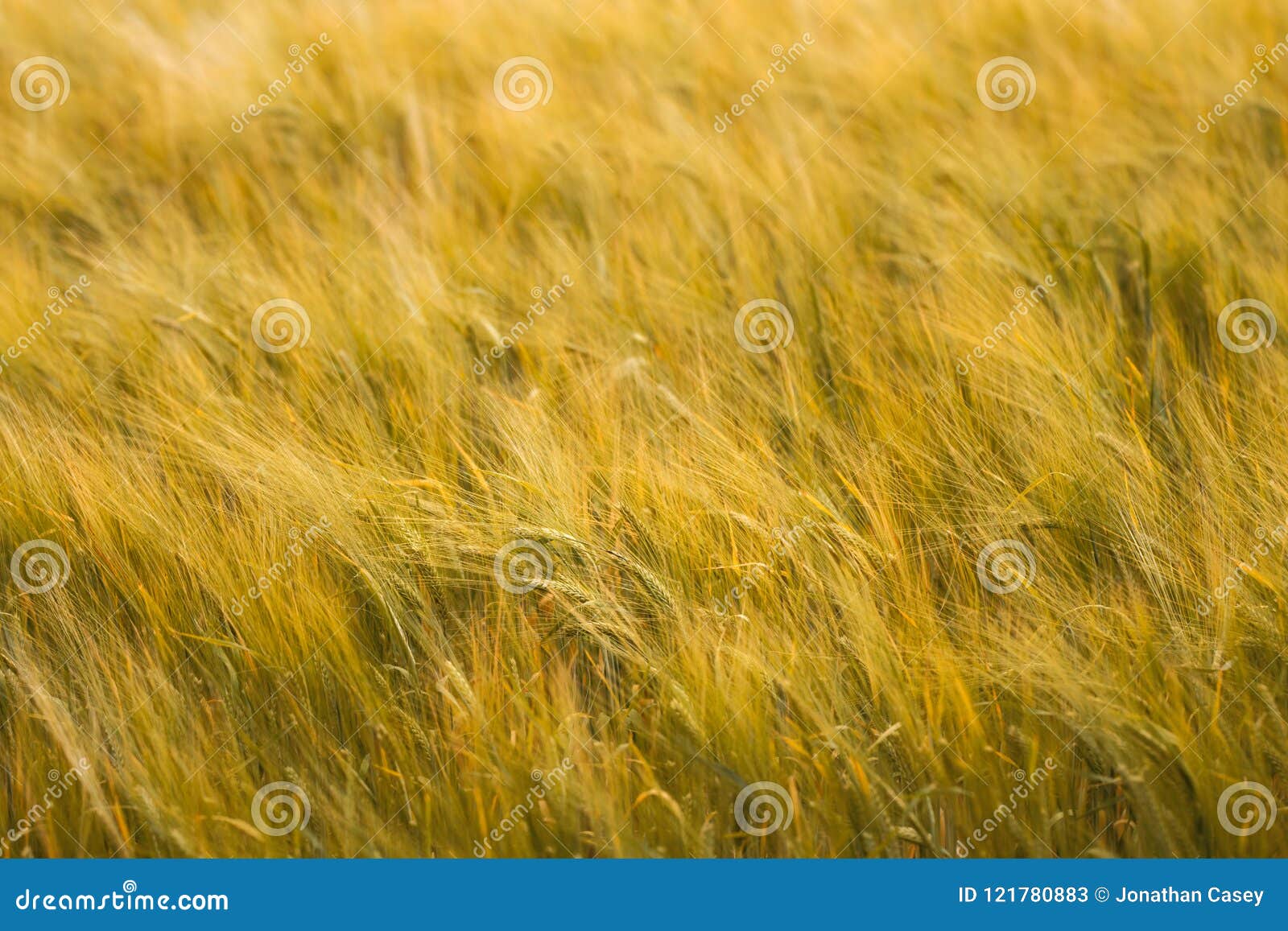 Goldenes Feld Der Gerste Im Wind Stockbild - Bild von bäume, stämme ...