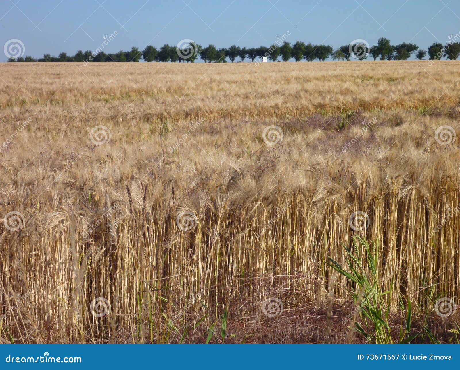 Goldenes Gerstenfeld Fast Reif Stockbild - Bild von hintergrund ...