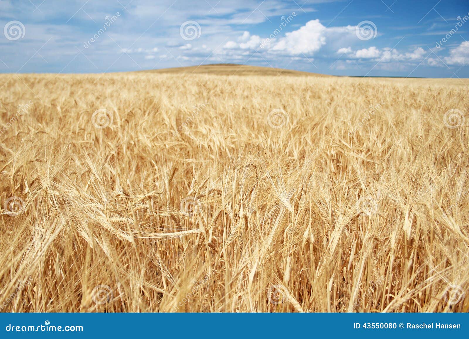 Goldenes Kornfeld stockfoto. Bild von wolke, sonne, himmel - 43550080