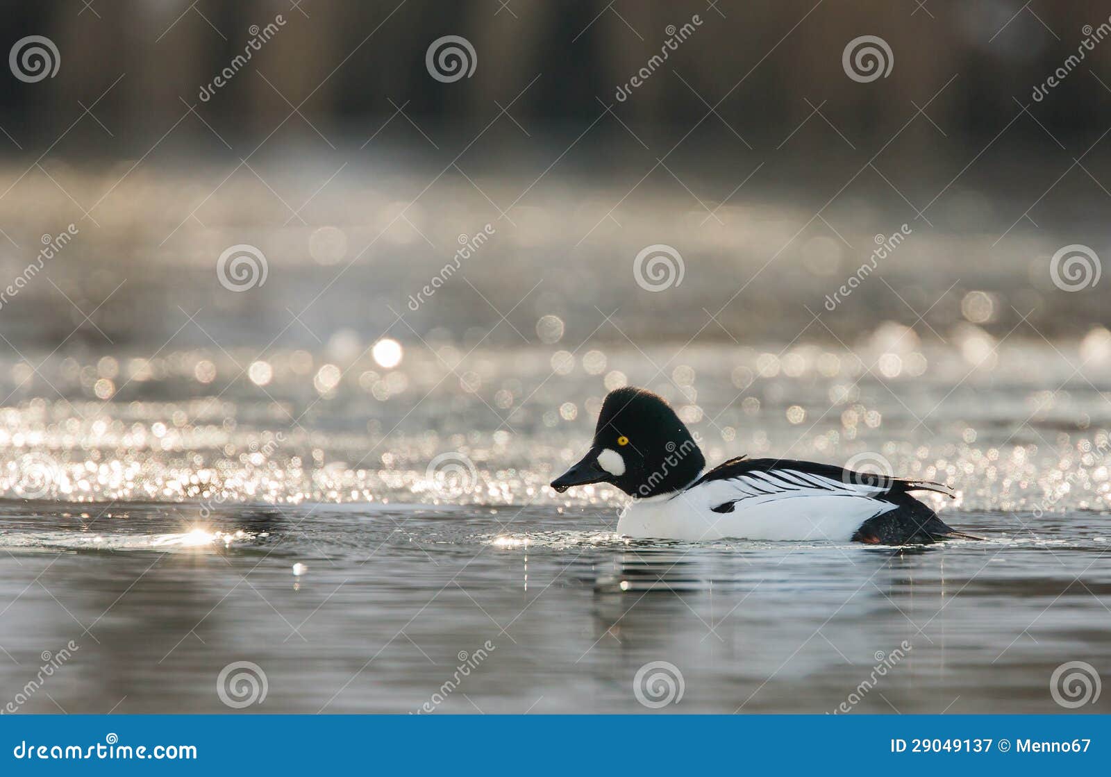 Goldeneye stock image. Image of wilderness, feathered - 29049137