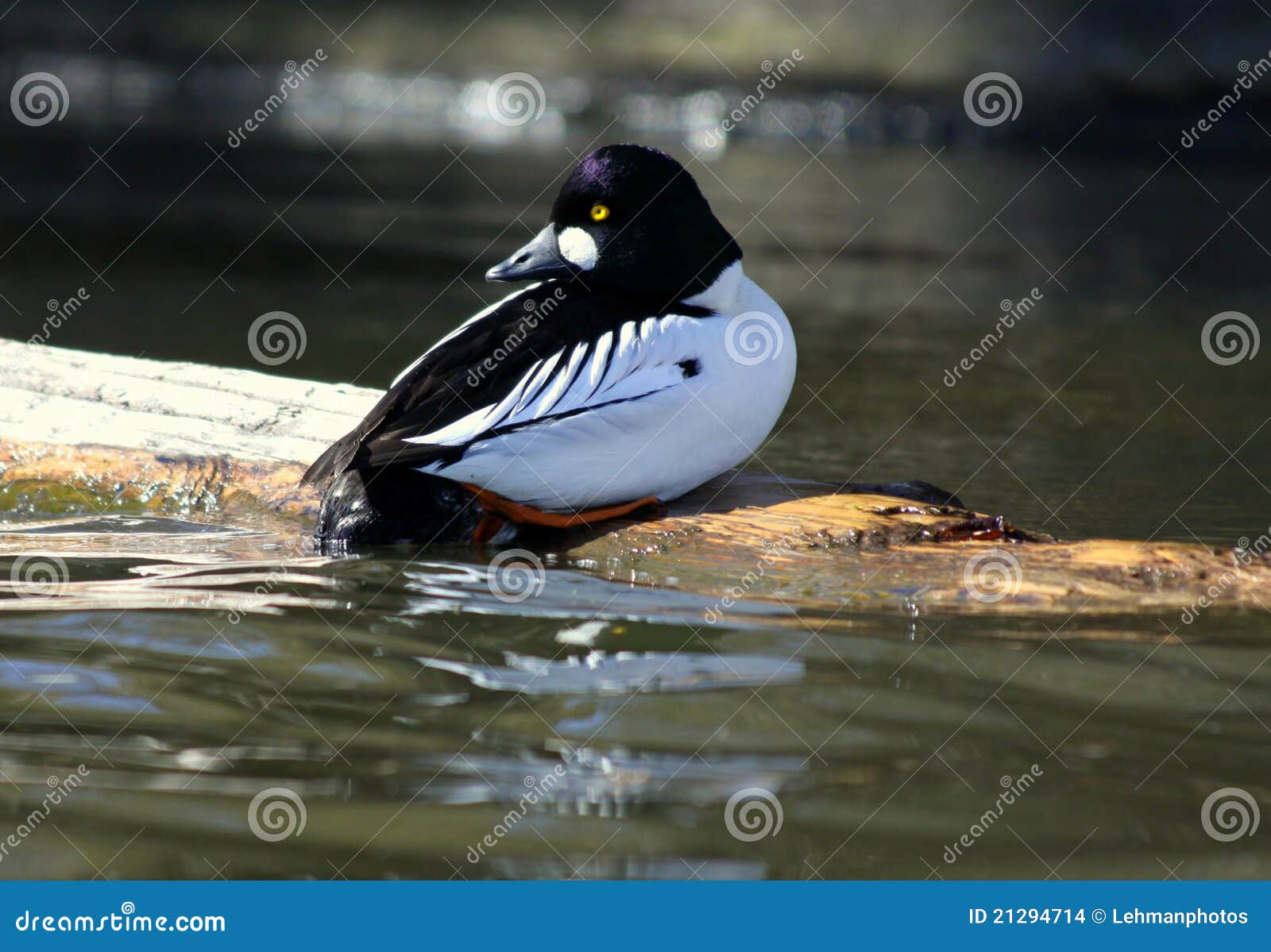 Goldeneye Male Duck on a Log Stock Photo - Image of resting, colors ...