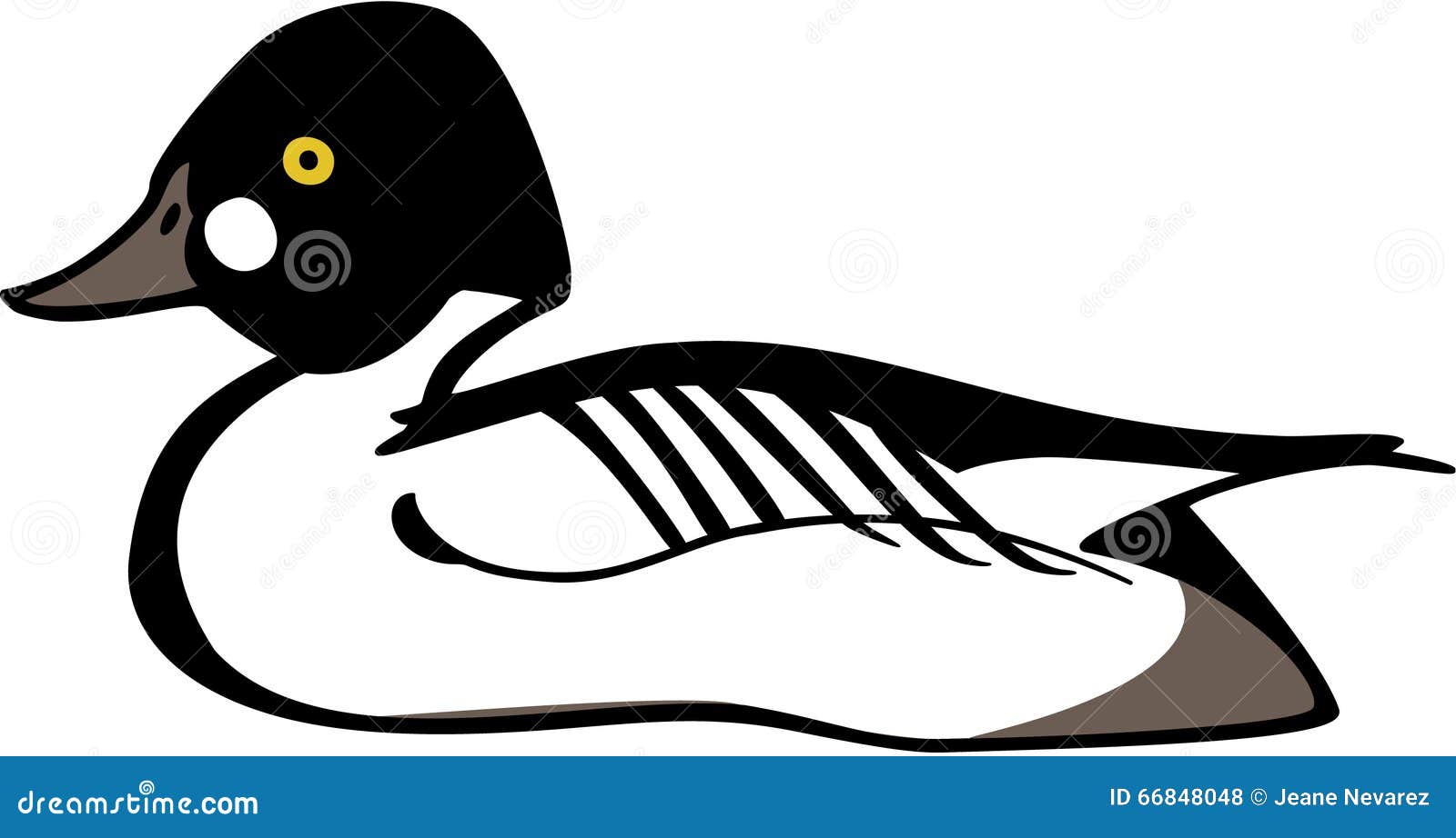 Goldeneye Duck stock vector. Illustration of line, male - 66848048