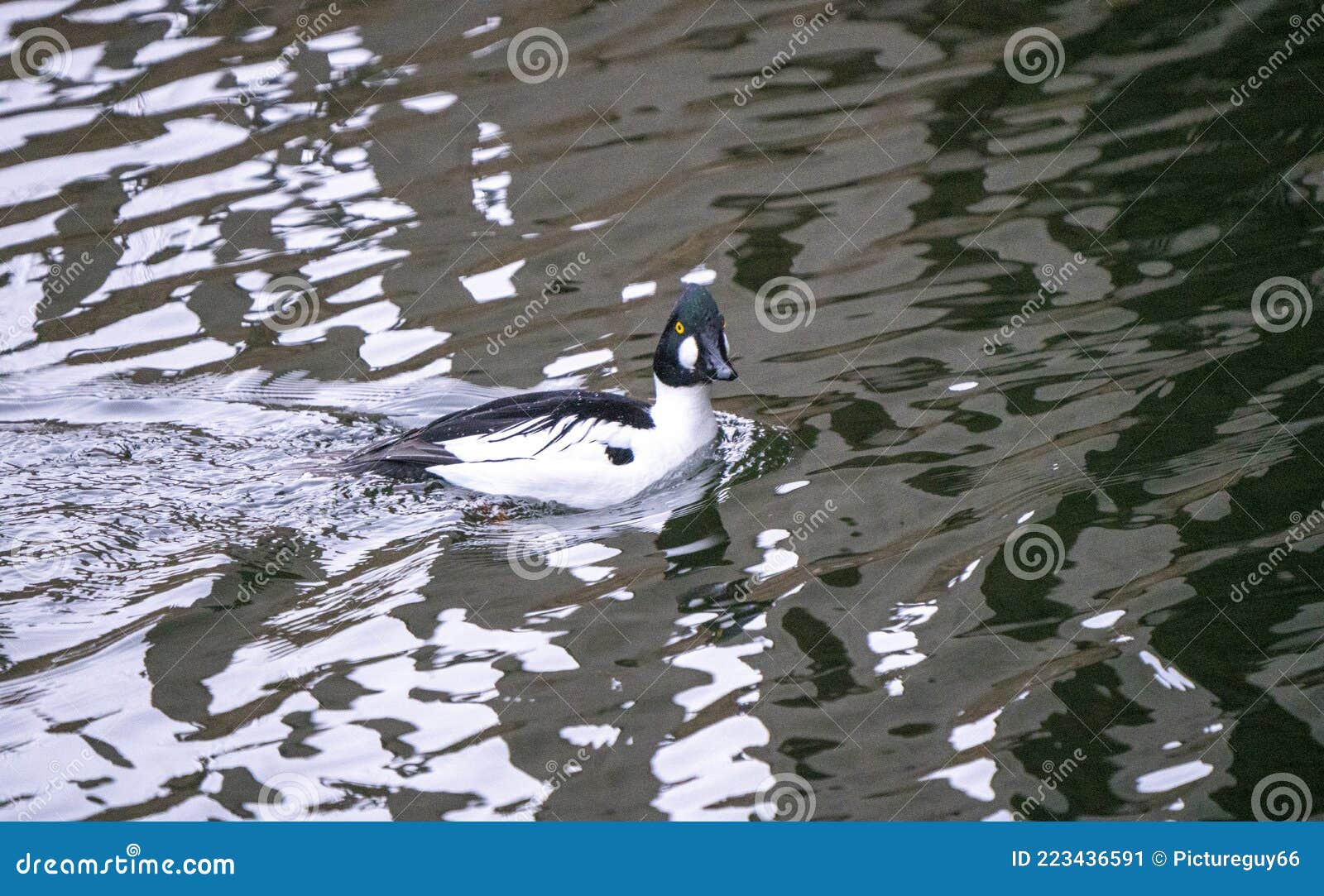 Goldeneye Ducks Saskatchewan Stock Image - Image of male, water: 223436591