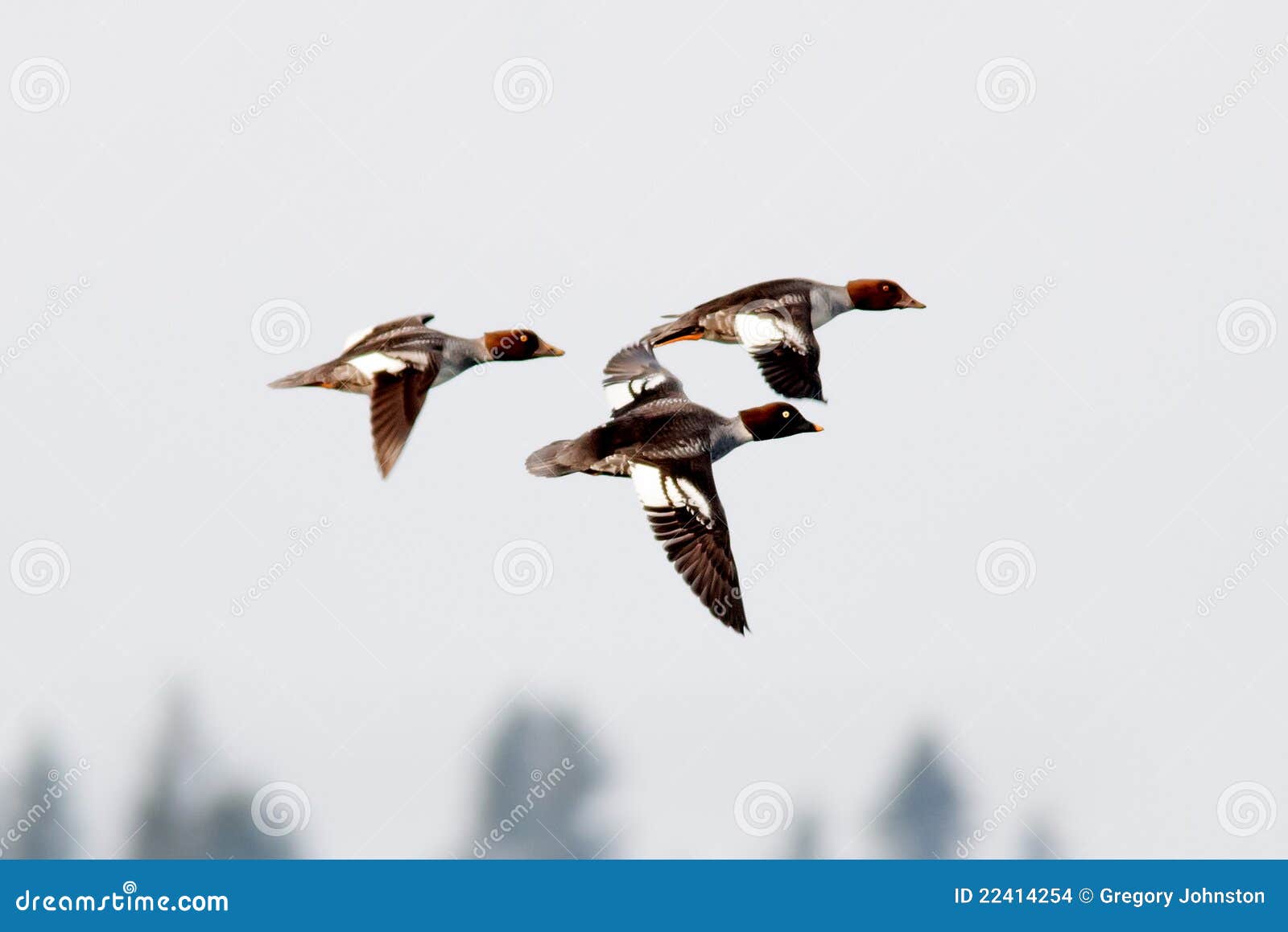 Goldeneye Fowl Flying in the Sky. Stock Photo - Image of bird, game ...