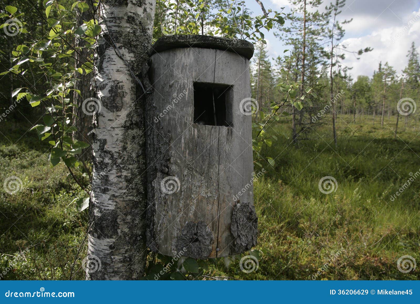 Goldeneye nest box stock image. Image of animal, british - 36206629