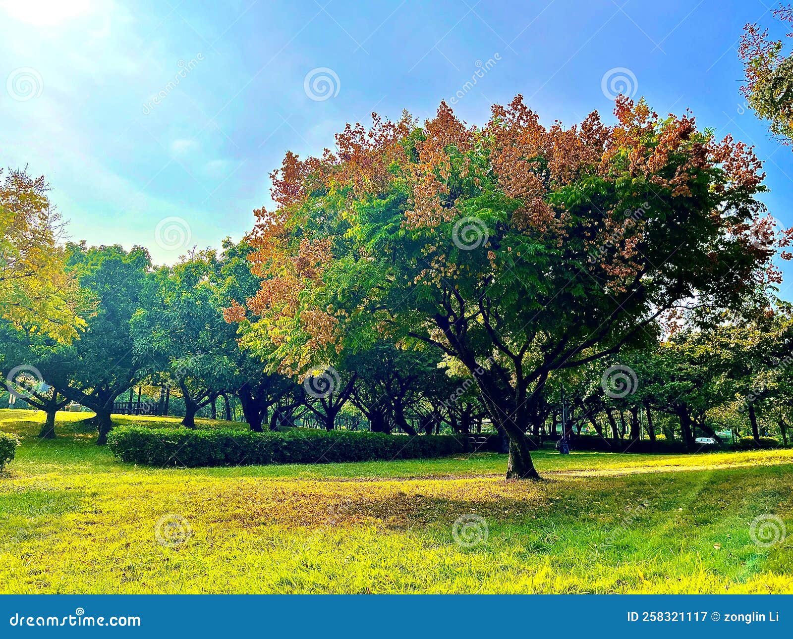 Goldenrain tree stock image. Image of travel, tree, sunlight - 258321117