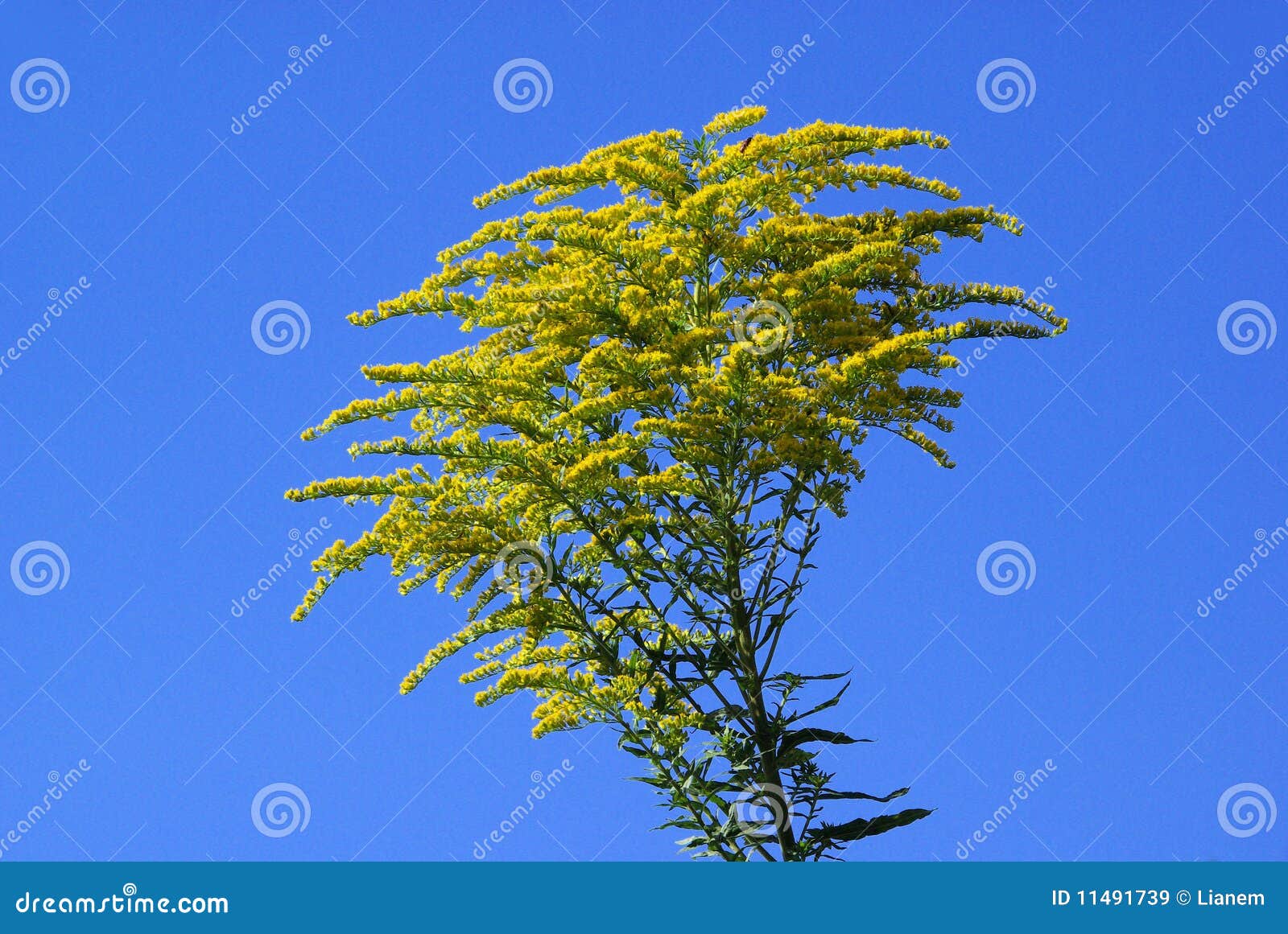 Goldenrod stock image. Image of stem, wild, weed, flower - 11491739