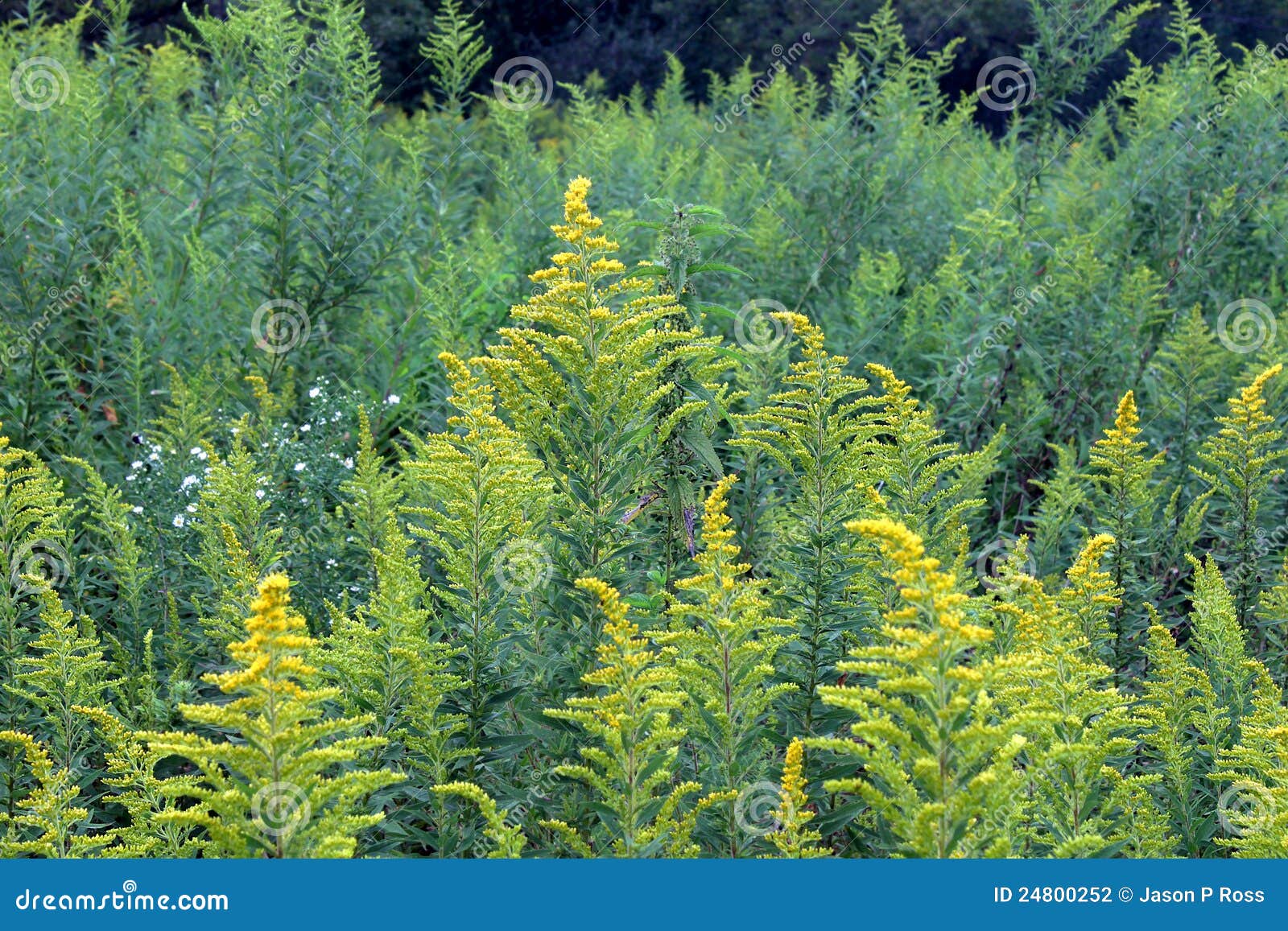 Goldenrod Background stock photo. Image of field, flower - 24800252