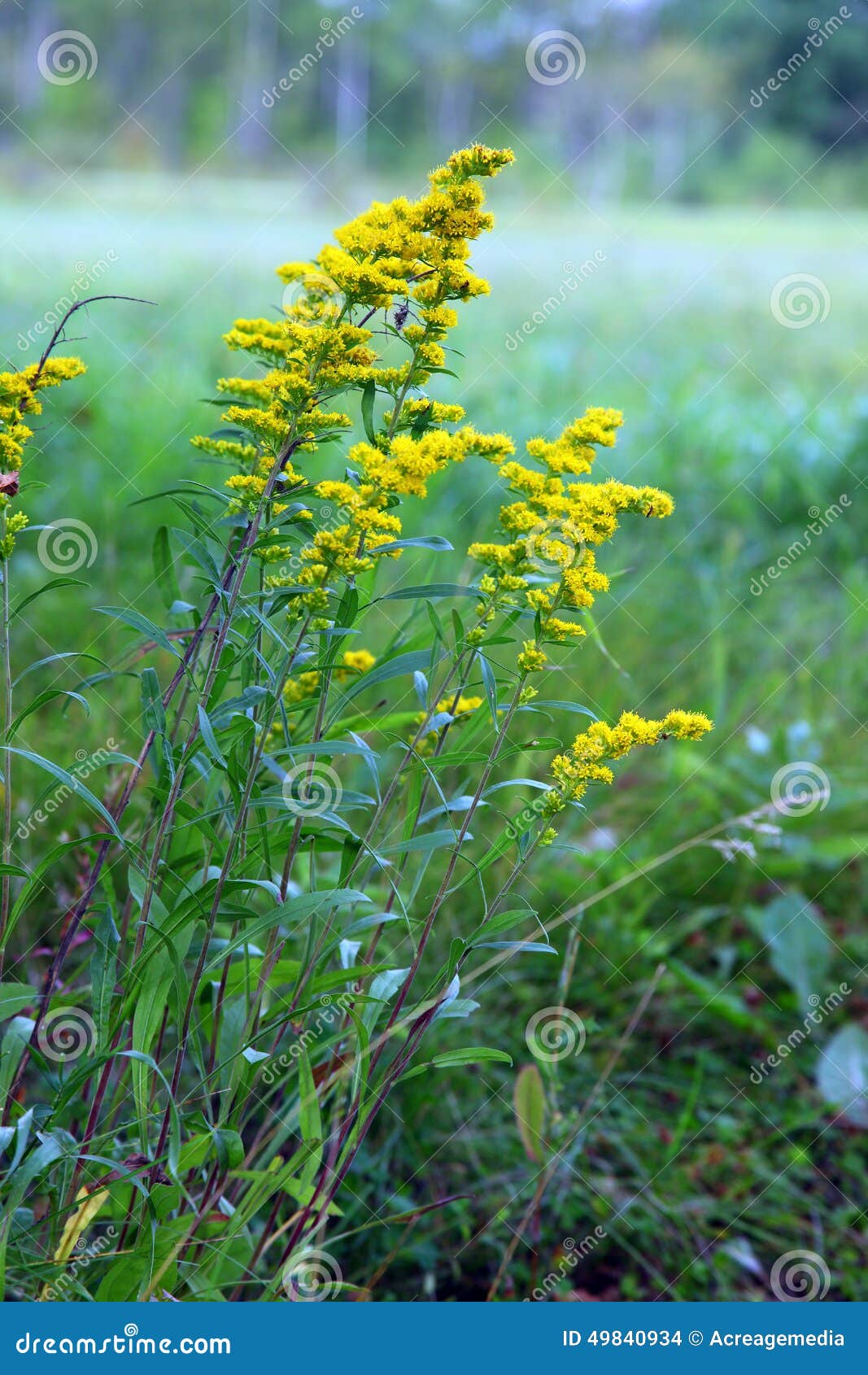 Goldenrod on Bloom stock photo. Image of plant, grow - 49840934