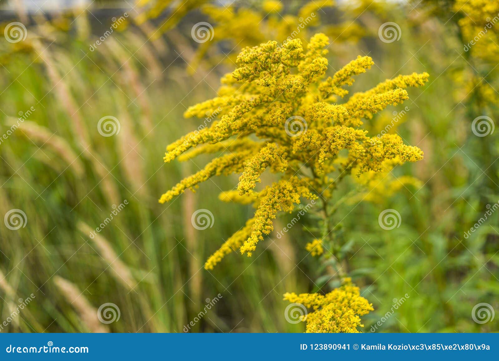 Goldenrod Blooming in Summer on the Meadow. Stock Image - Image of ...