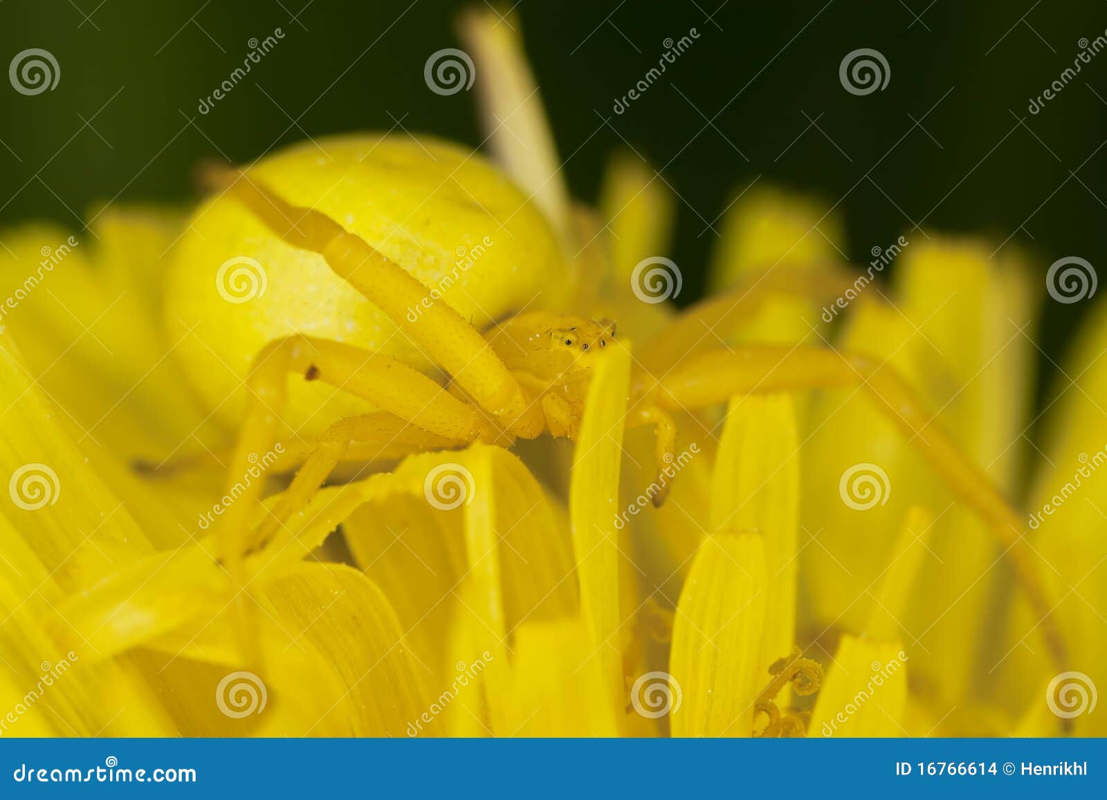 Goldenrod Crab Spider on Dandelion Stock Photo - Image of arachnophobia ...