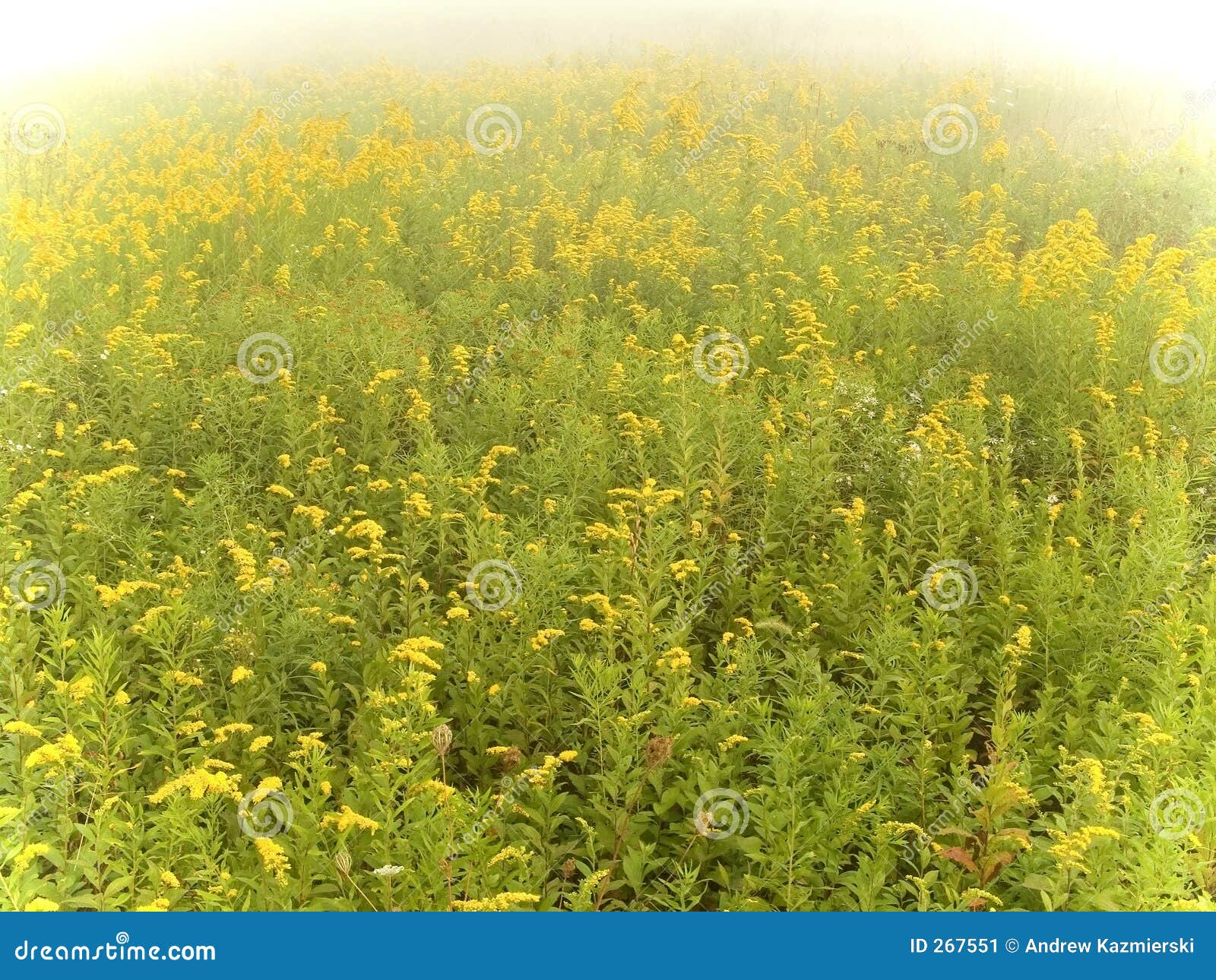 Goldenrod Field stock image. Image of background, meadows - 267551