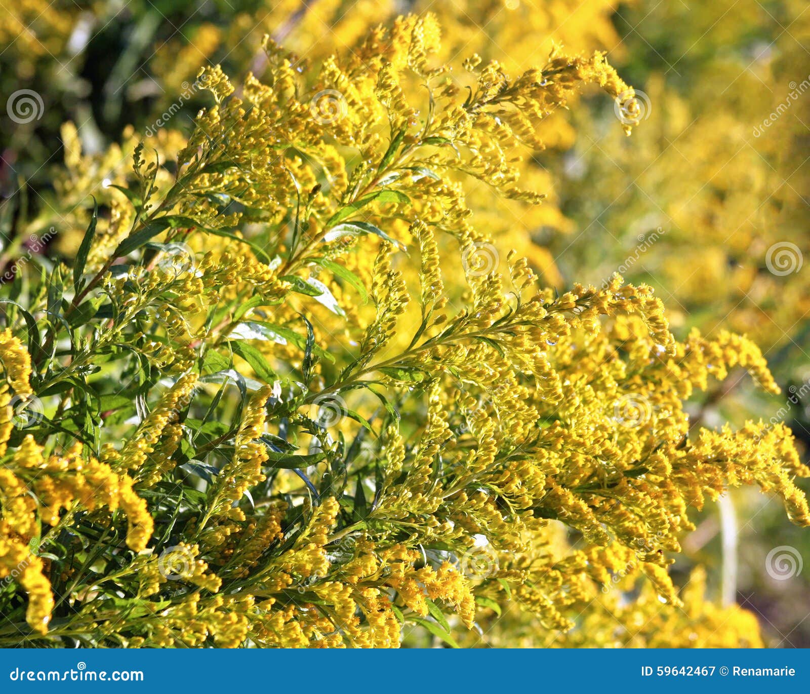 Goldenrod in Full Bloom - Also a Medicinal Plant Stock Image - Image of ...