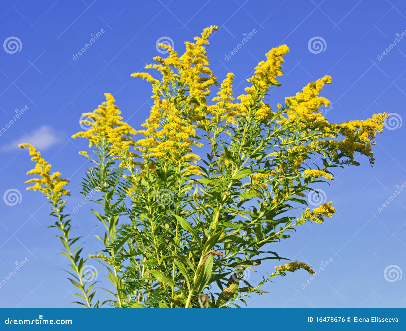 Goldenrod plant stock photo. Image of yellow, plants - 16478676