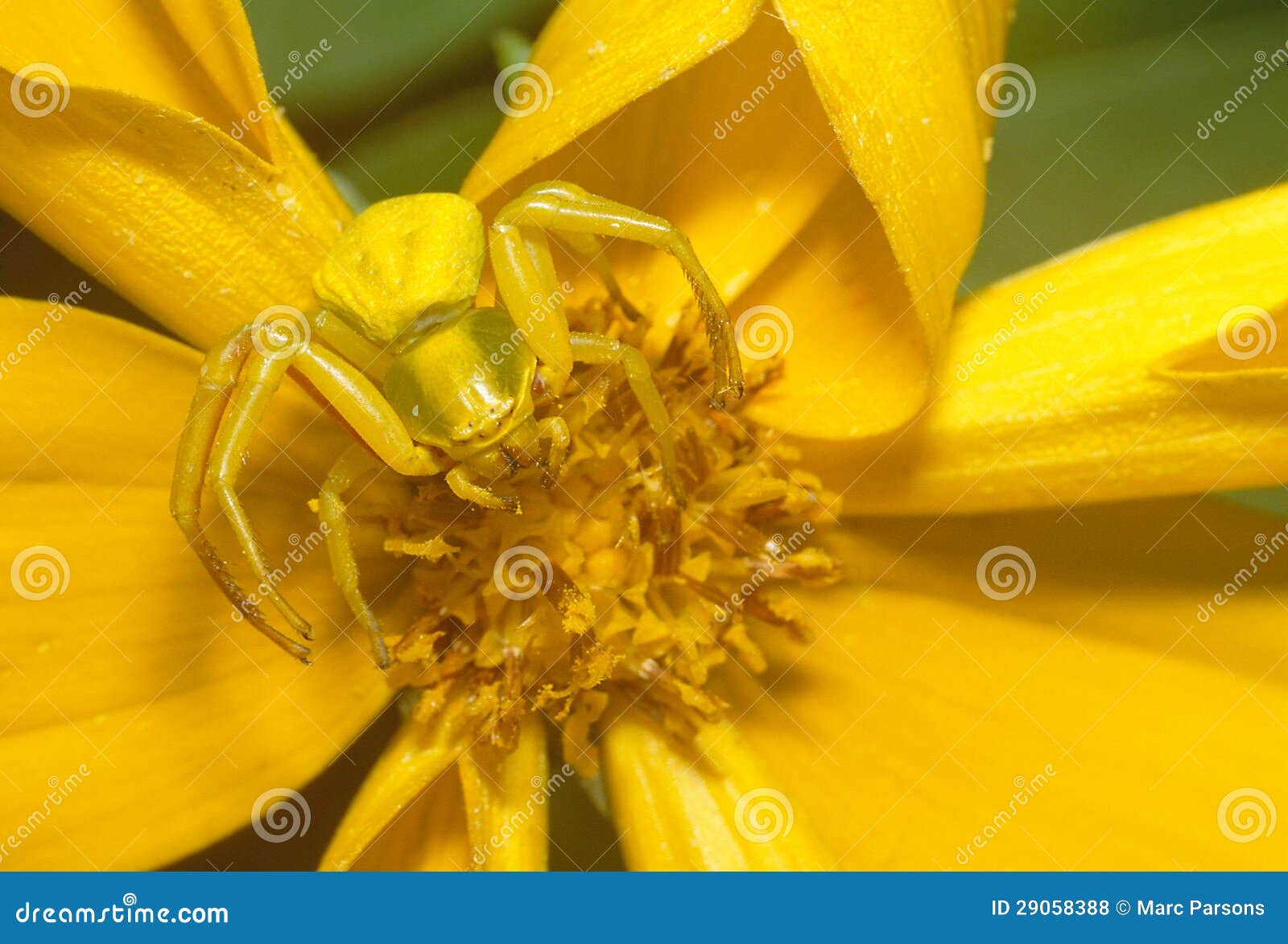 Goldenrod Spin Op Gele Bloem Stock Foto - Image of bloemen, flora: 29058388