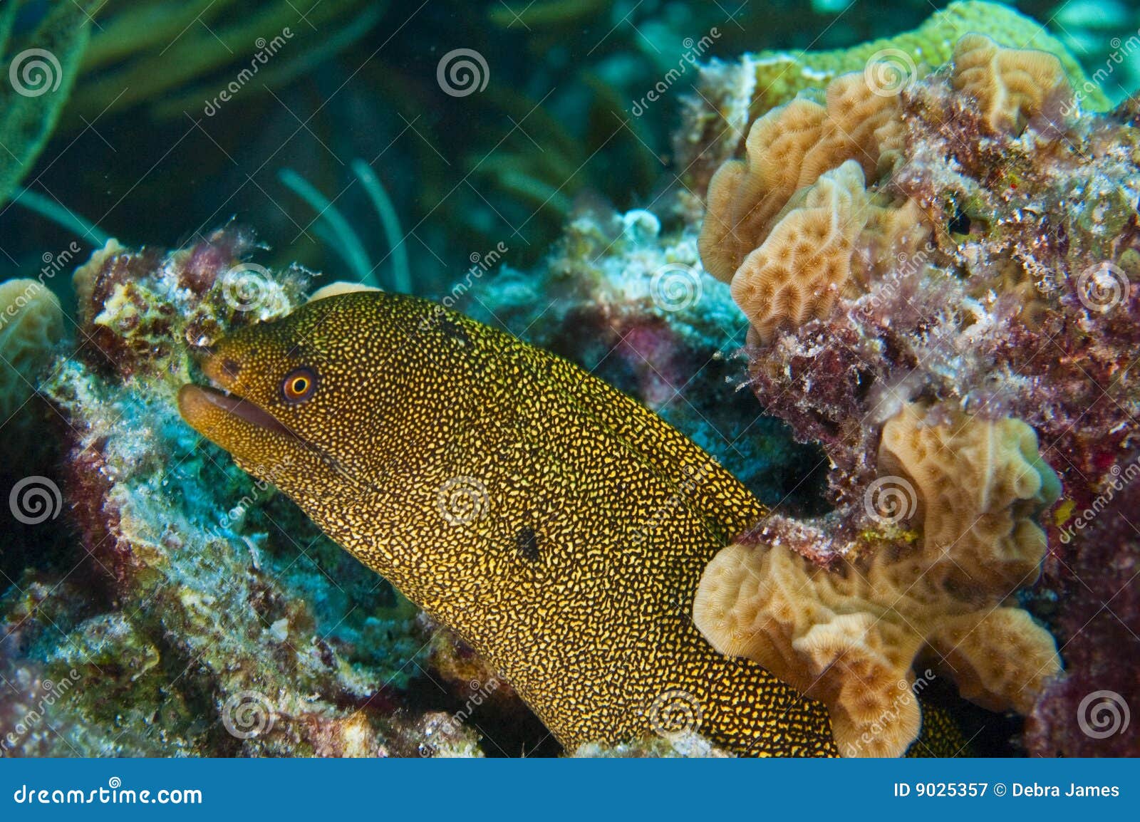 Goldentail moray stock image. Image of nature, summer - 9025357