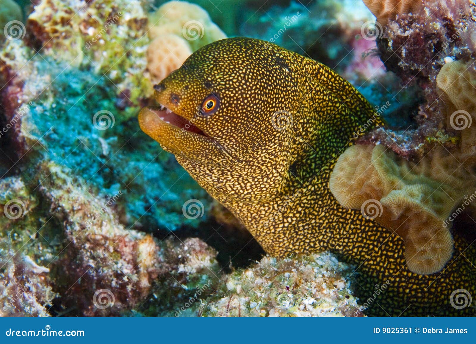 Goldentail moray stock image. Image of muraenidae, goldentail - 9025361