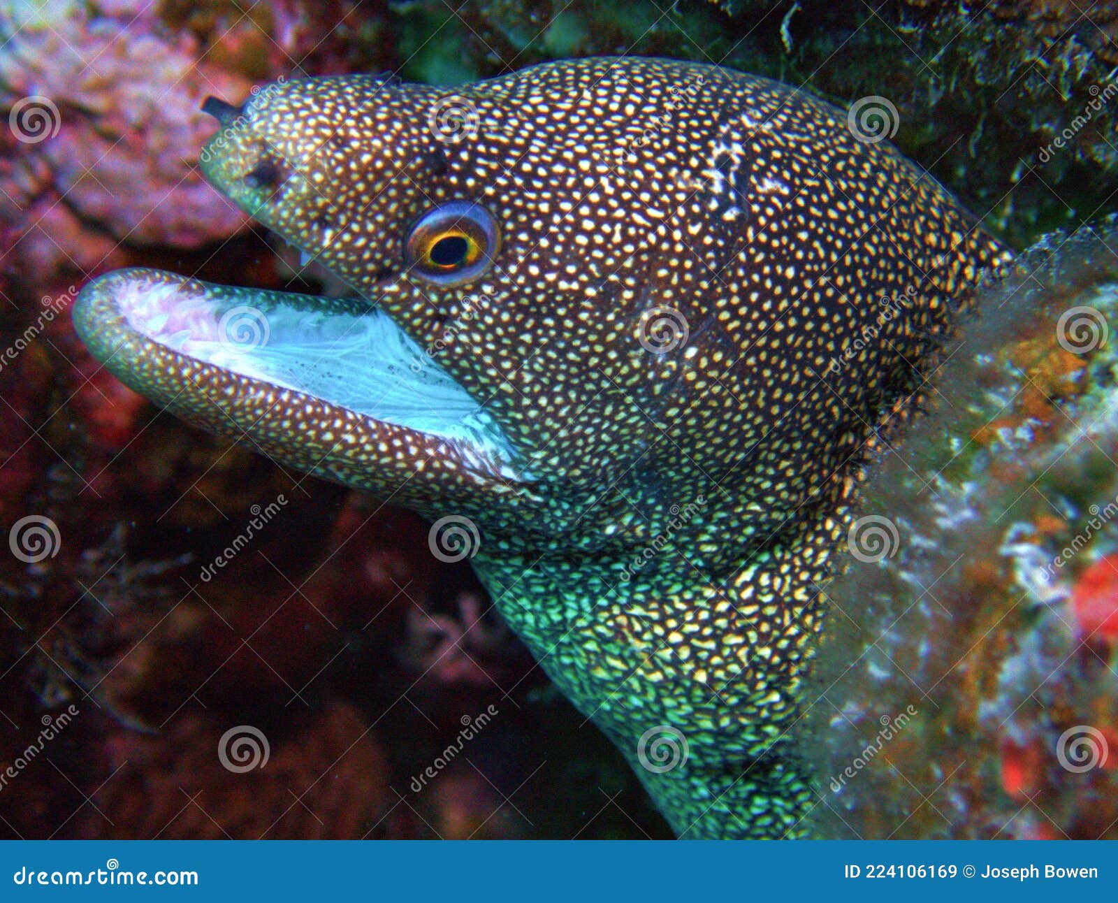 Goldentail Moray Eel stock image. Image of moray, macro - 224106169